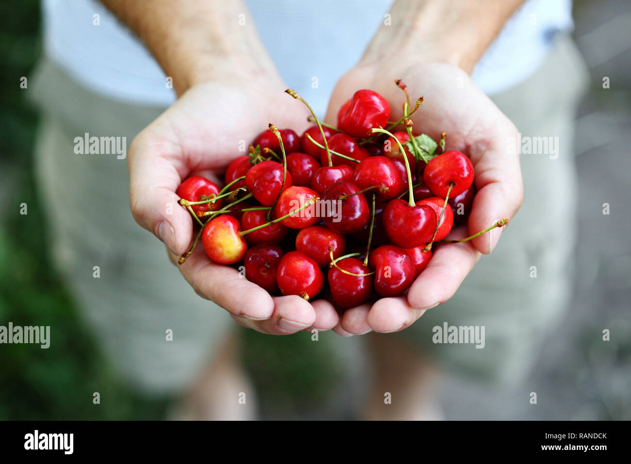 Fresh organic cherry in human hands Stock Photo - Alamy