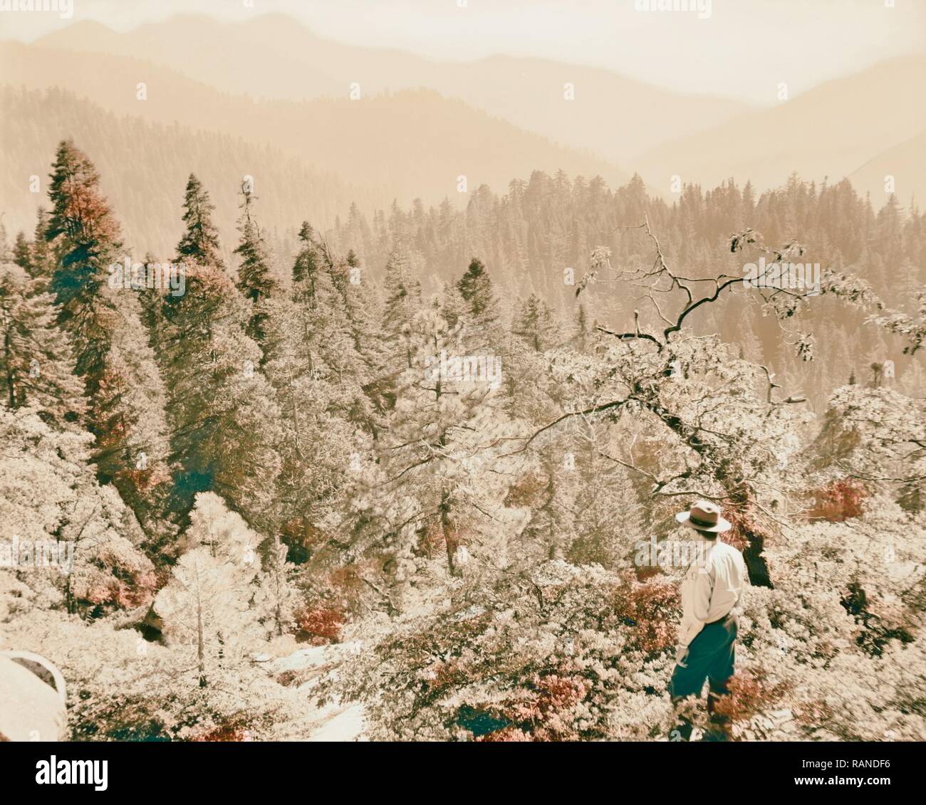 1957 sequoia national park hi-res stock photography and images - Alamy
