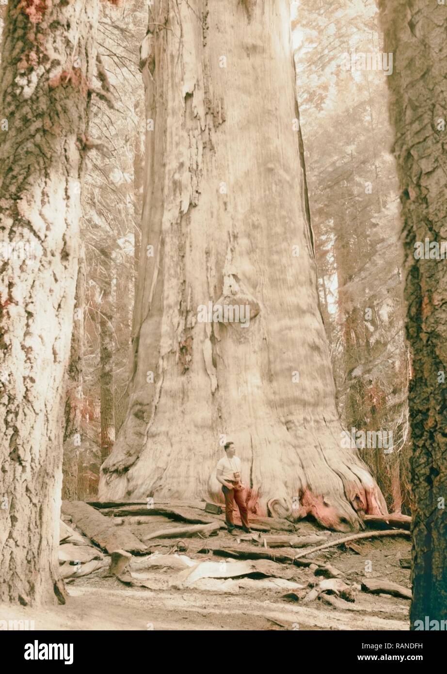 1957 sequoia national park hi-res stock photography and images - Alamy