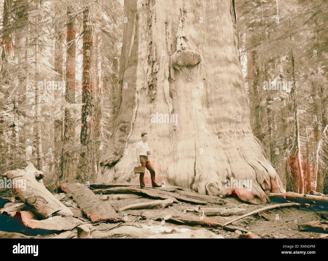 Sequoia National Park, Sept. 1957 'The Dead Giant' conspicuous standing ...