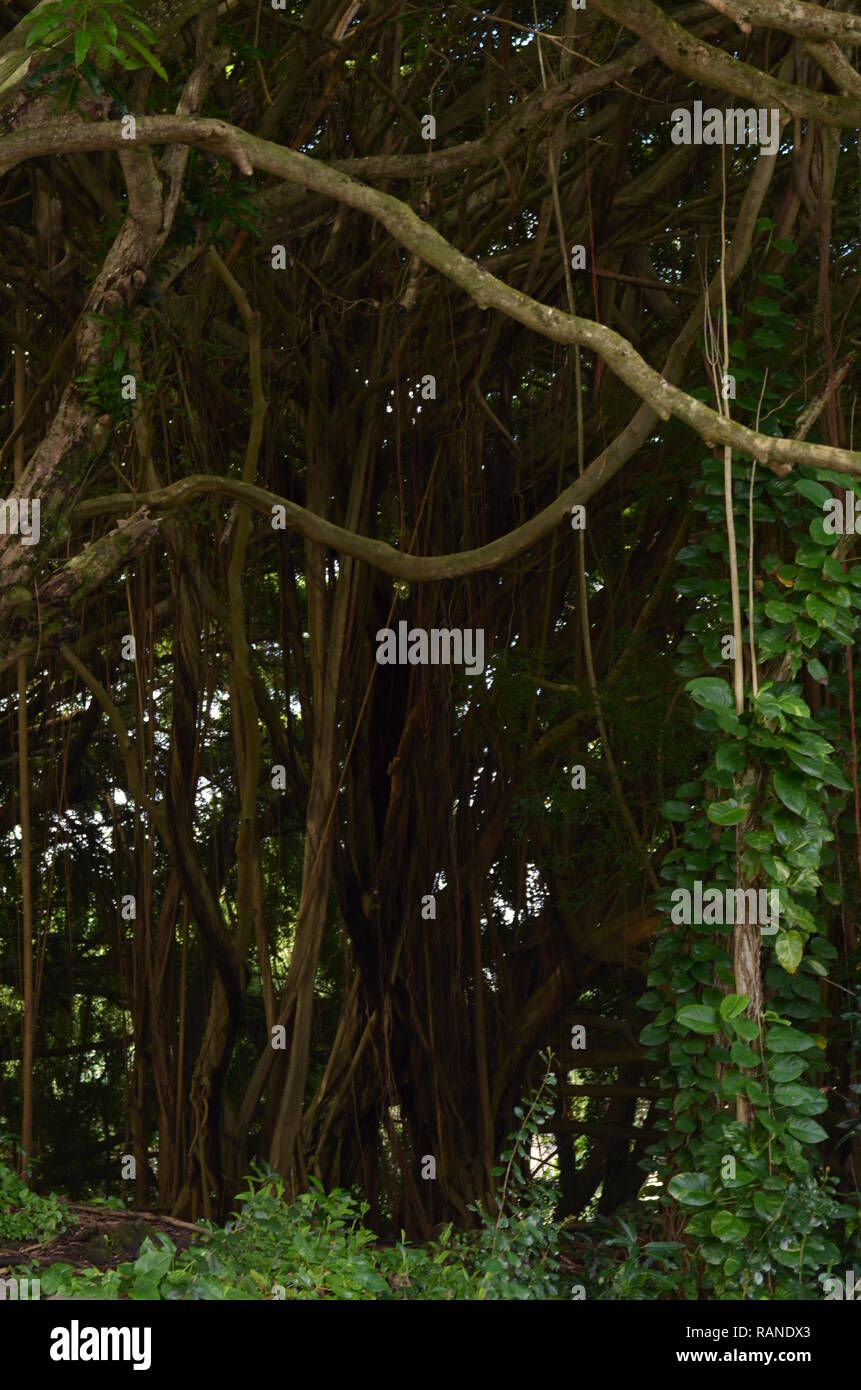 Intertwining vines hi-res stock photography and images - Alamy