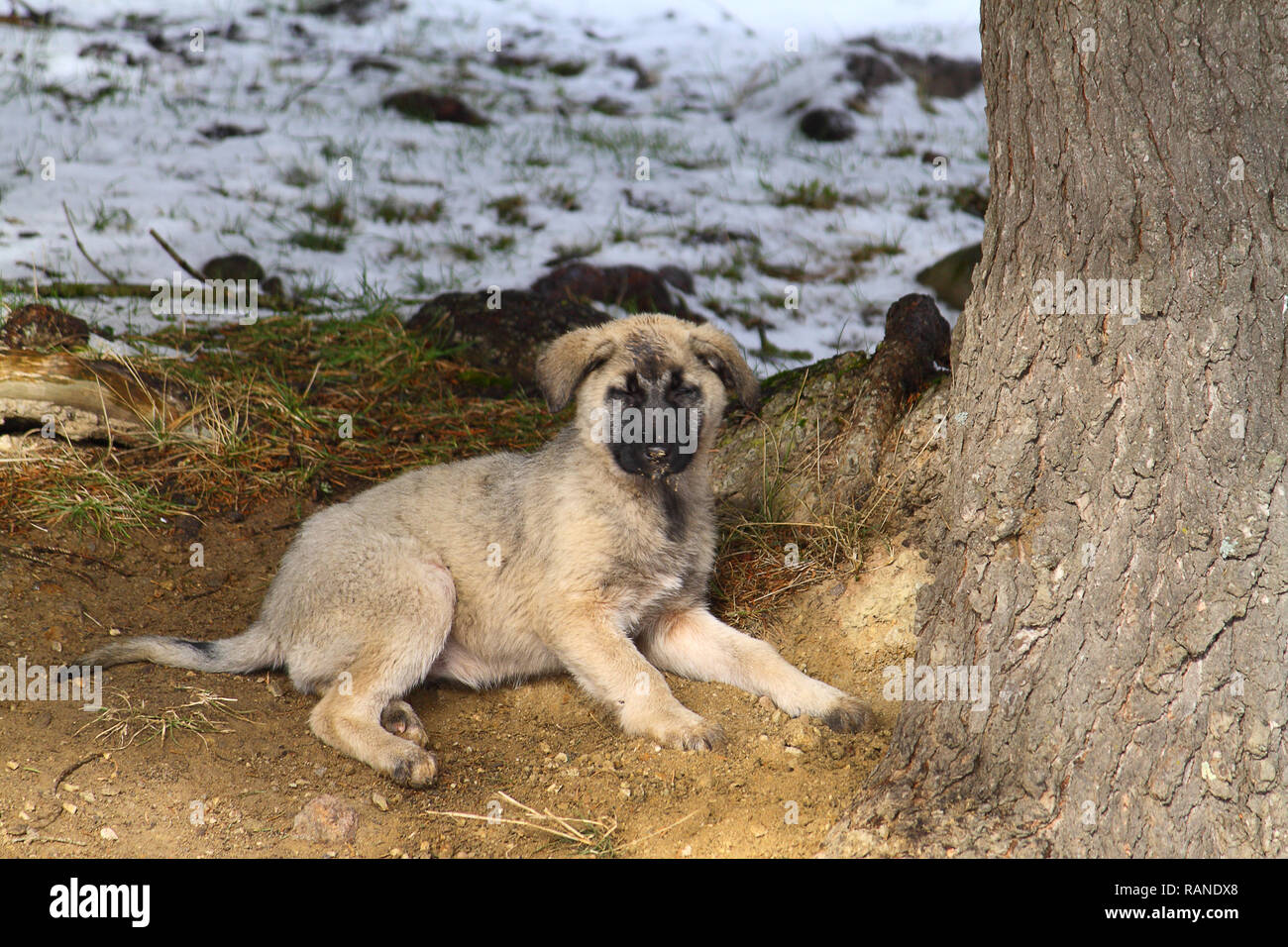 Can A Kangal Shepherd Dog And A Kokoni Be Friends