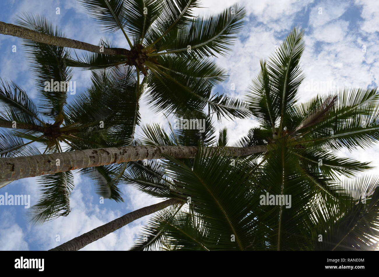 Plam hi-res stock photography and images - Alamy