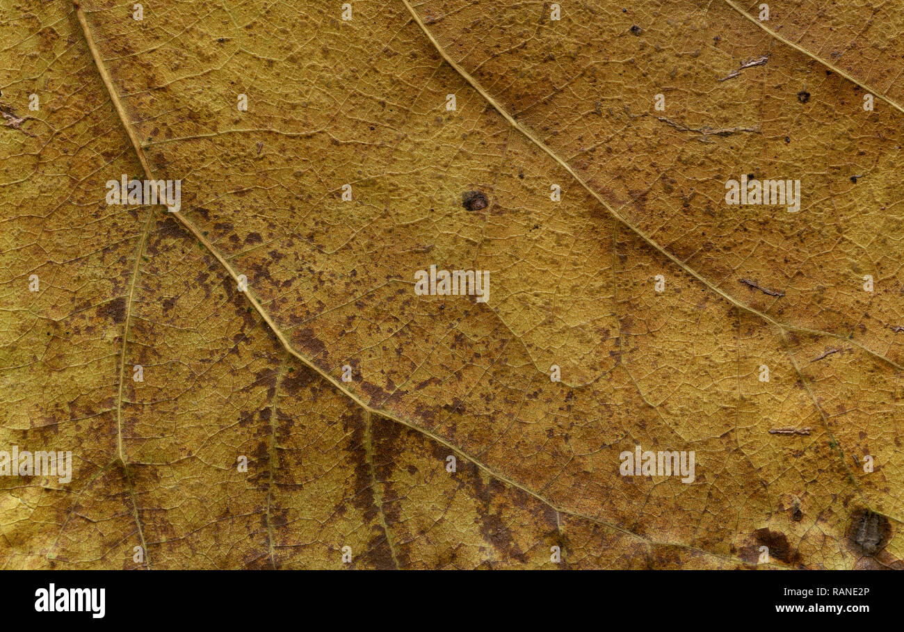 Natural Plant Leaves Macro High Detailed Background Photo Stock Photo ...