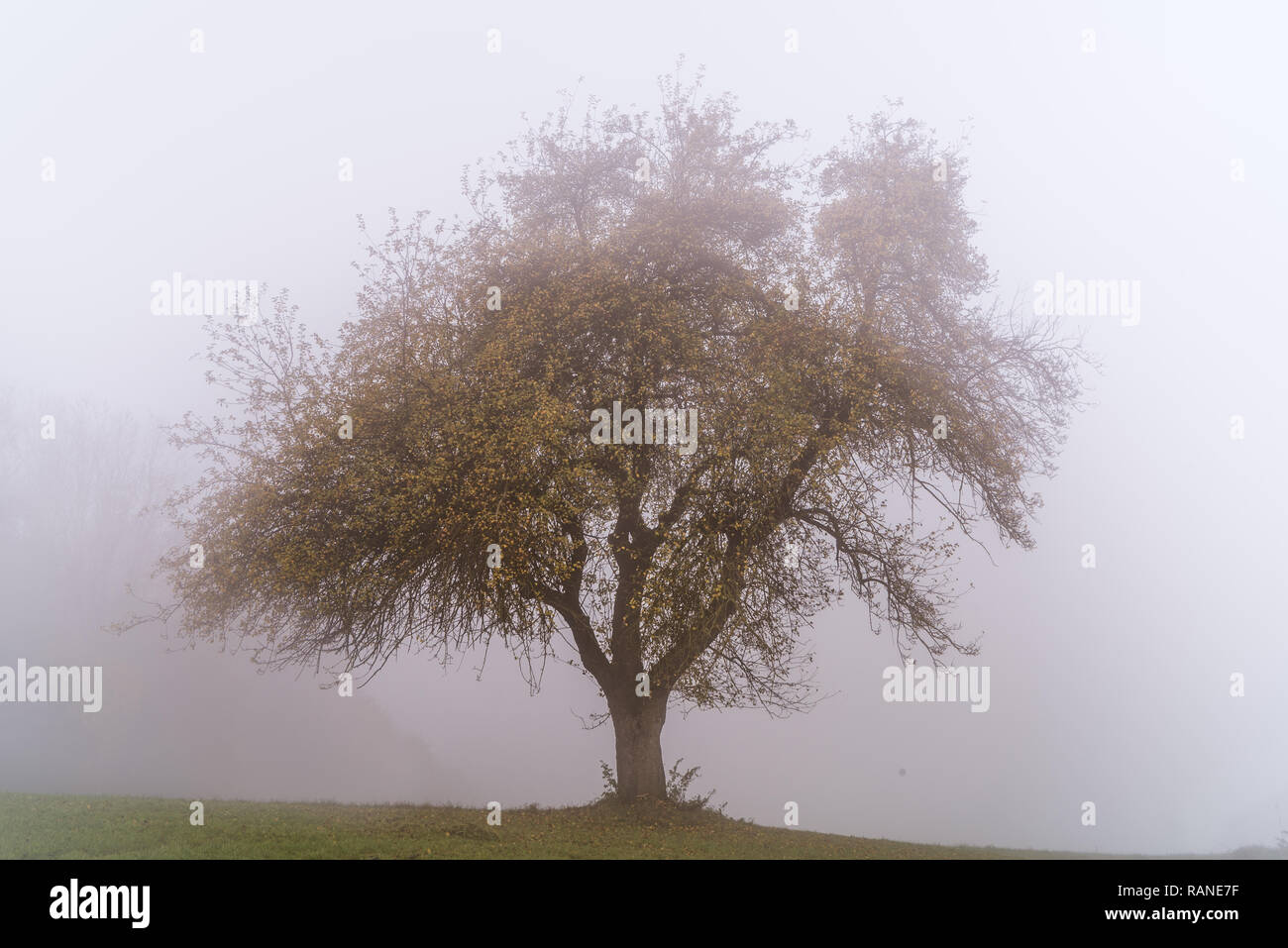 Heavy autumn mist hi-res stock photography and images - Alamy