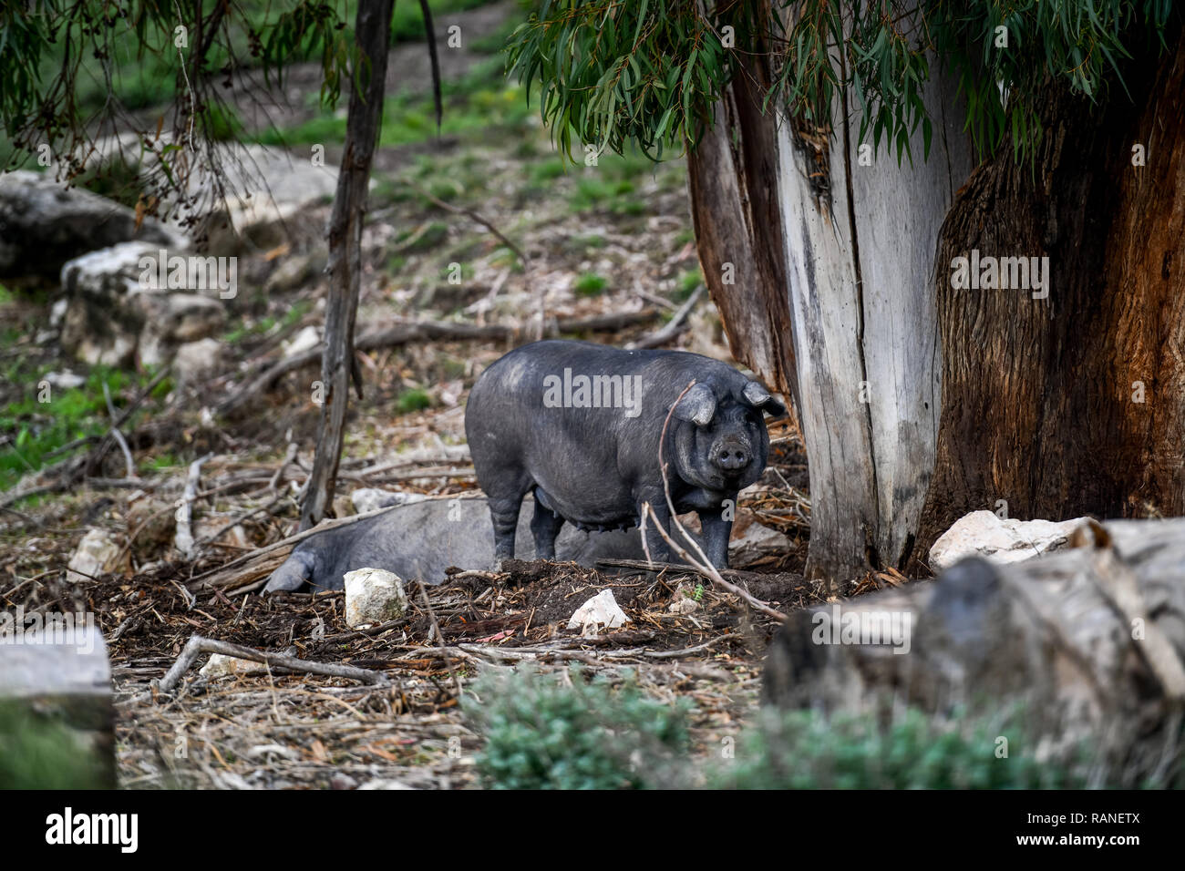 Pigs running free hi-res stock photography and images - Alamy