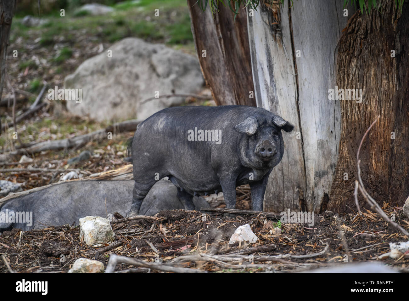 Pigs running free hi-res stock photography and images - Alamy