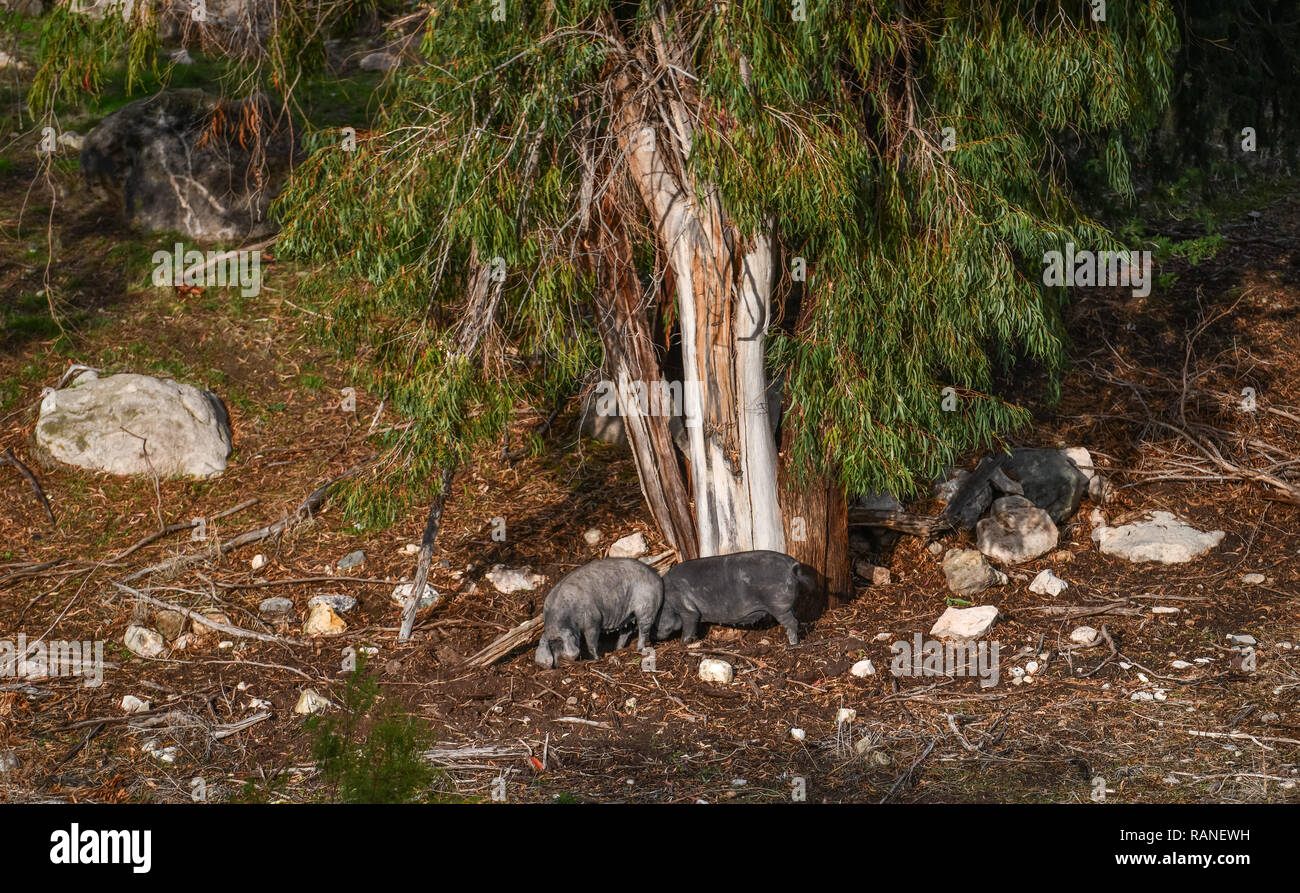 Pigs running free hi-res stock photography and images - Alamy