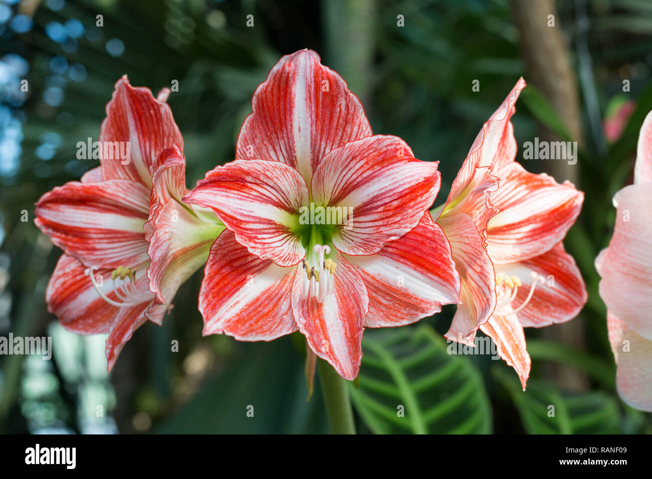Multi flowered stem hi-res stock photography and images - Alamy