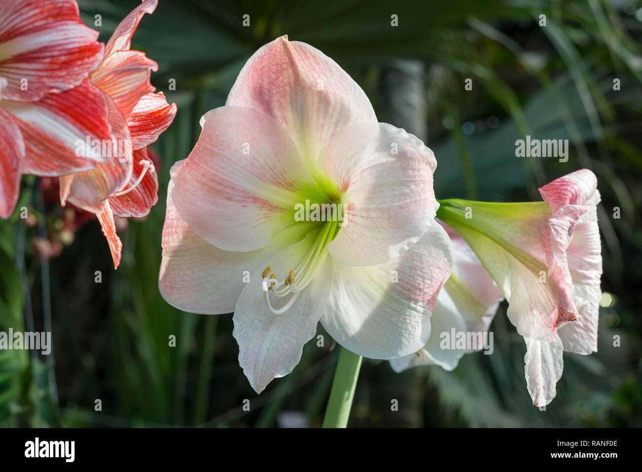 Beautiful large lily flowers in a nature Stock Photo - Alamy