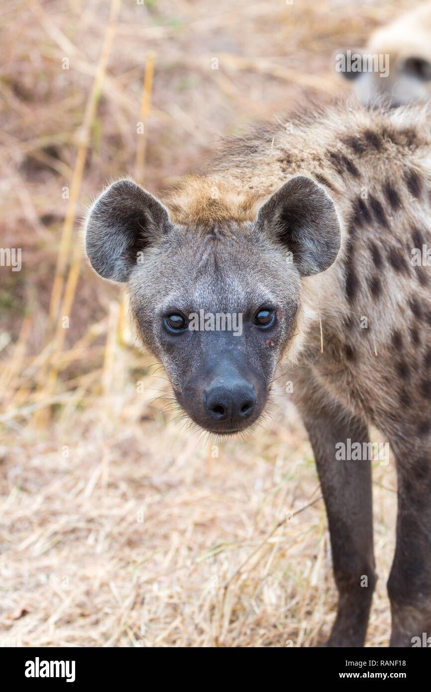 Hyena tail hi-res stock photography and images - Alamy