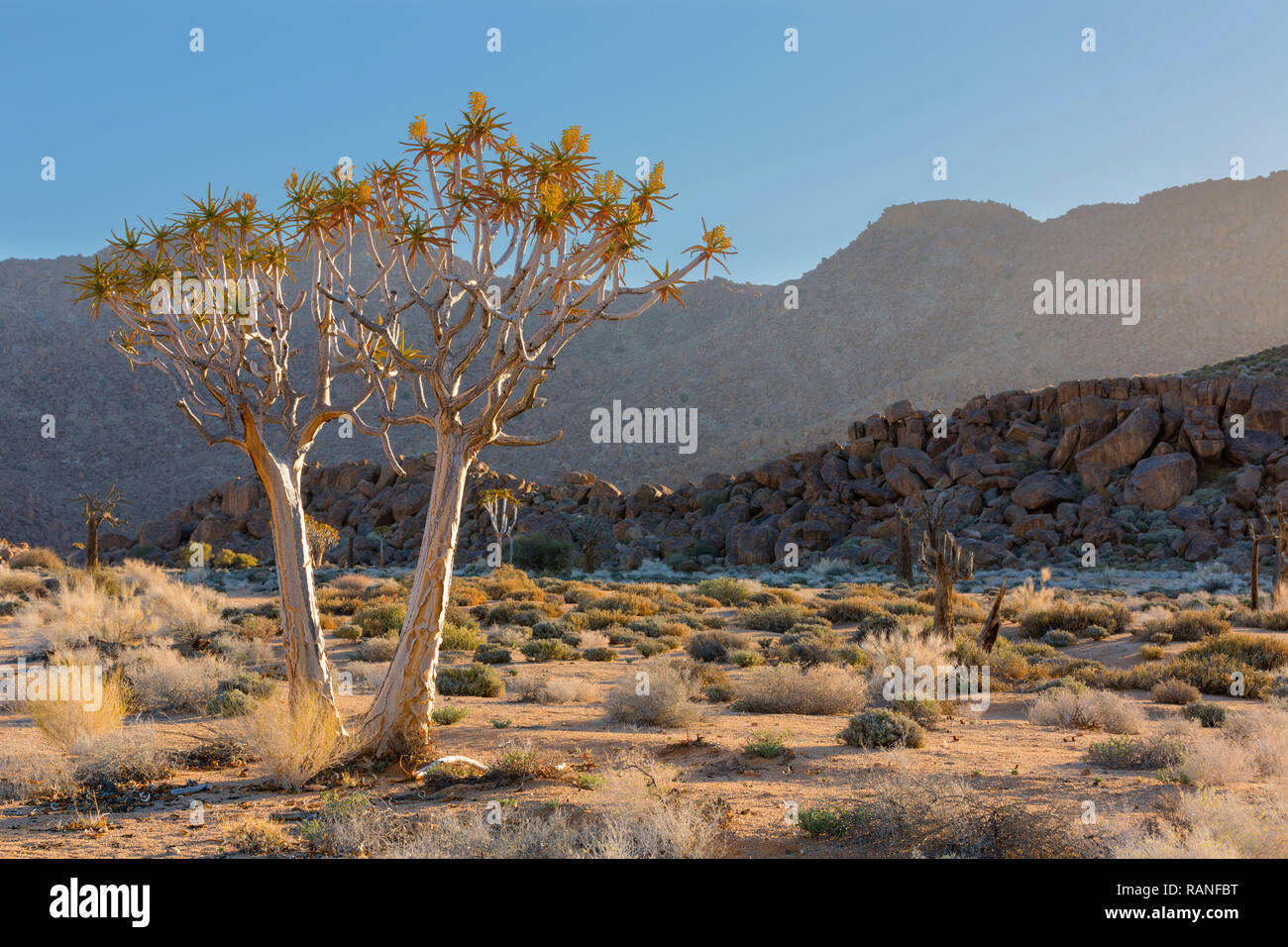 Flowering quiver trees hi-res stock photography and images - Alamy
