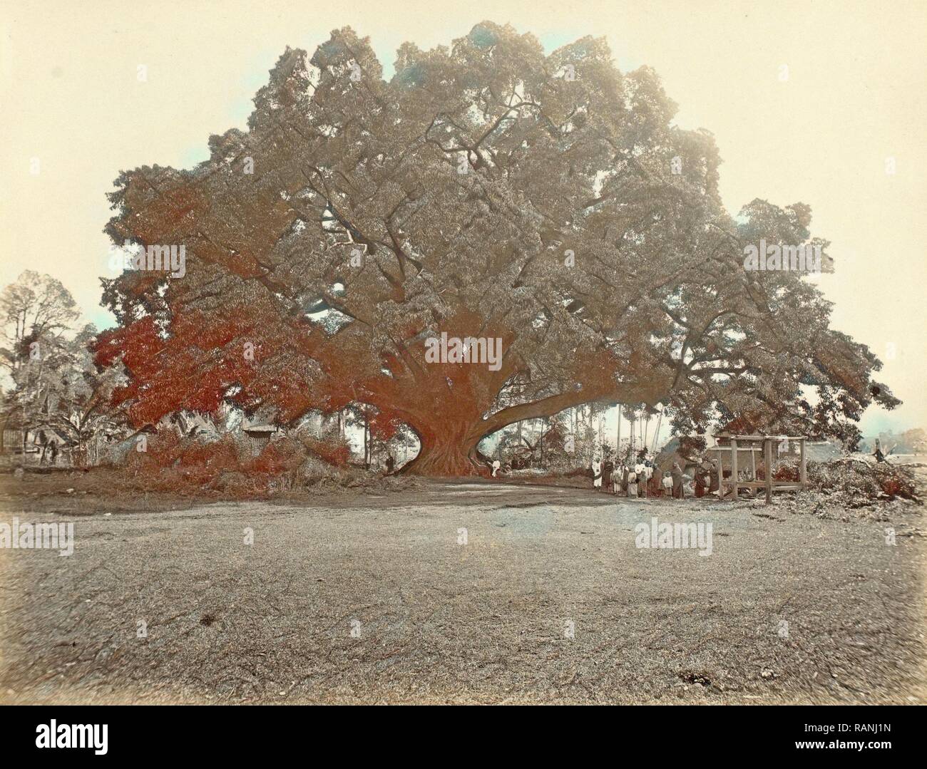 Indian people under a large tree in the Dutch East Indies, Anonymous, c ...