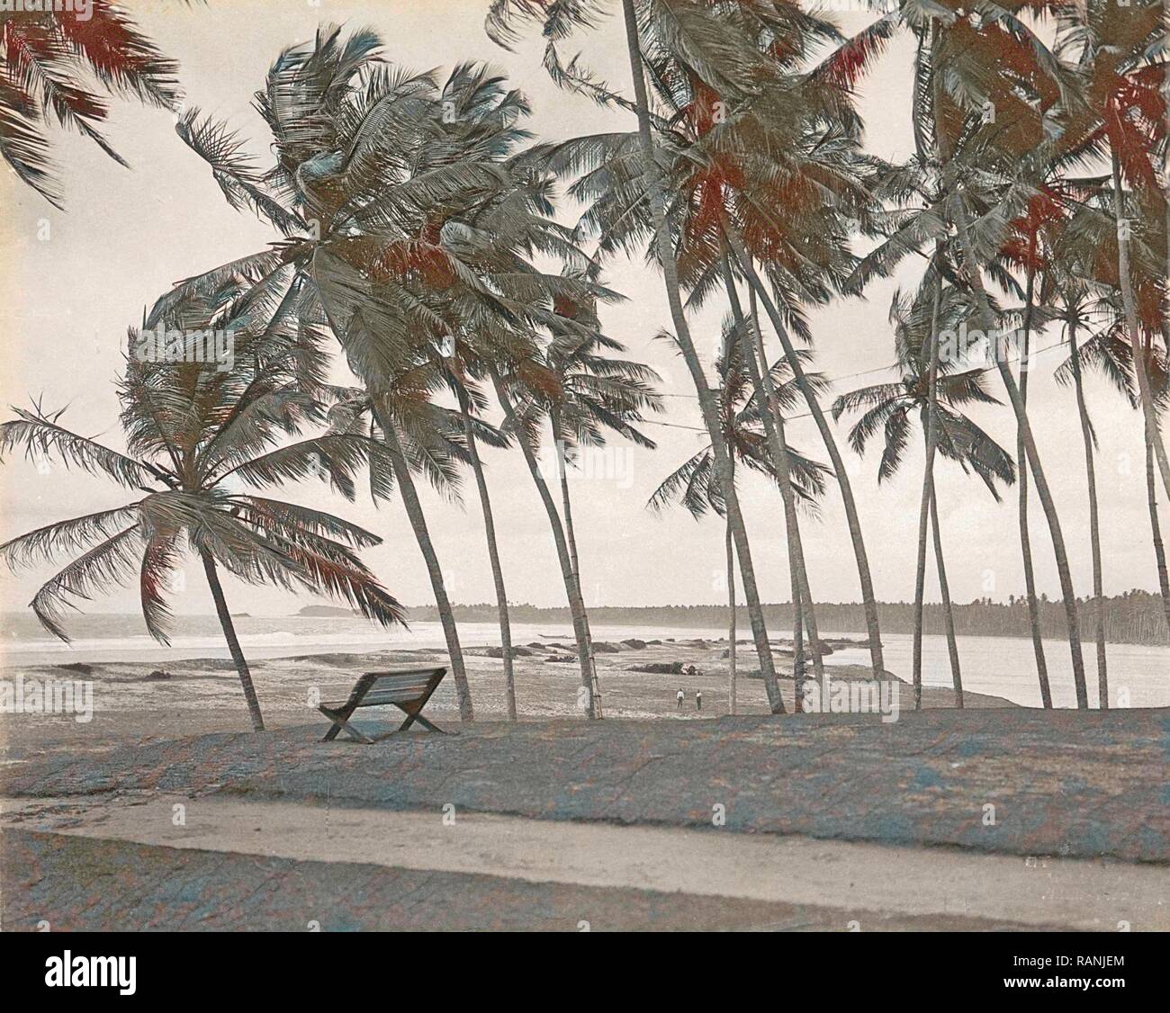 Ceylon in Colombo beach with palm trees and bench, Sri Lanka, A.W Plate ...