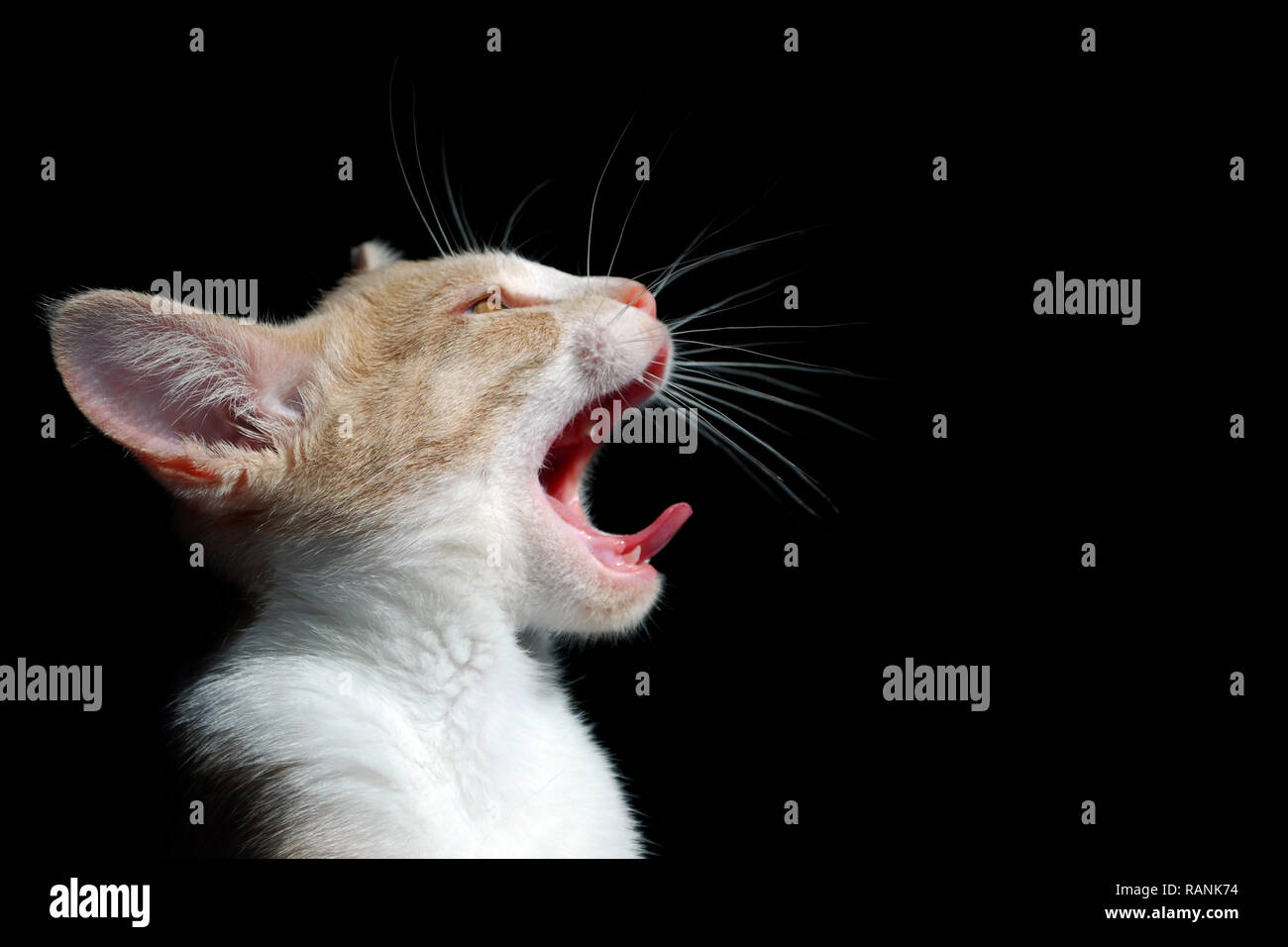 Kitten yawn hi-res stock photography and images - Alamy