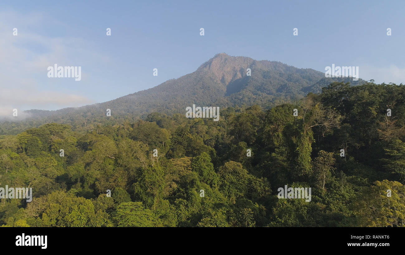 aerial view tropical forest with lush vegetation and mountains, java ...