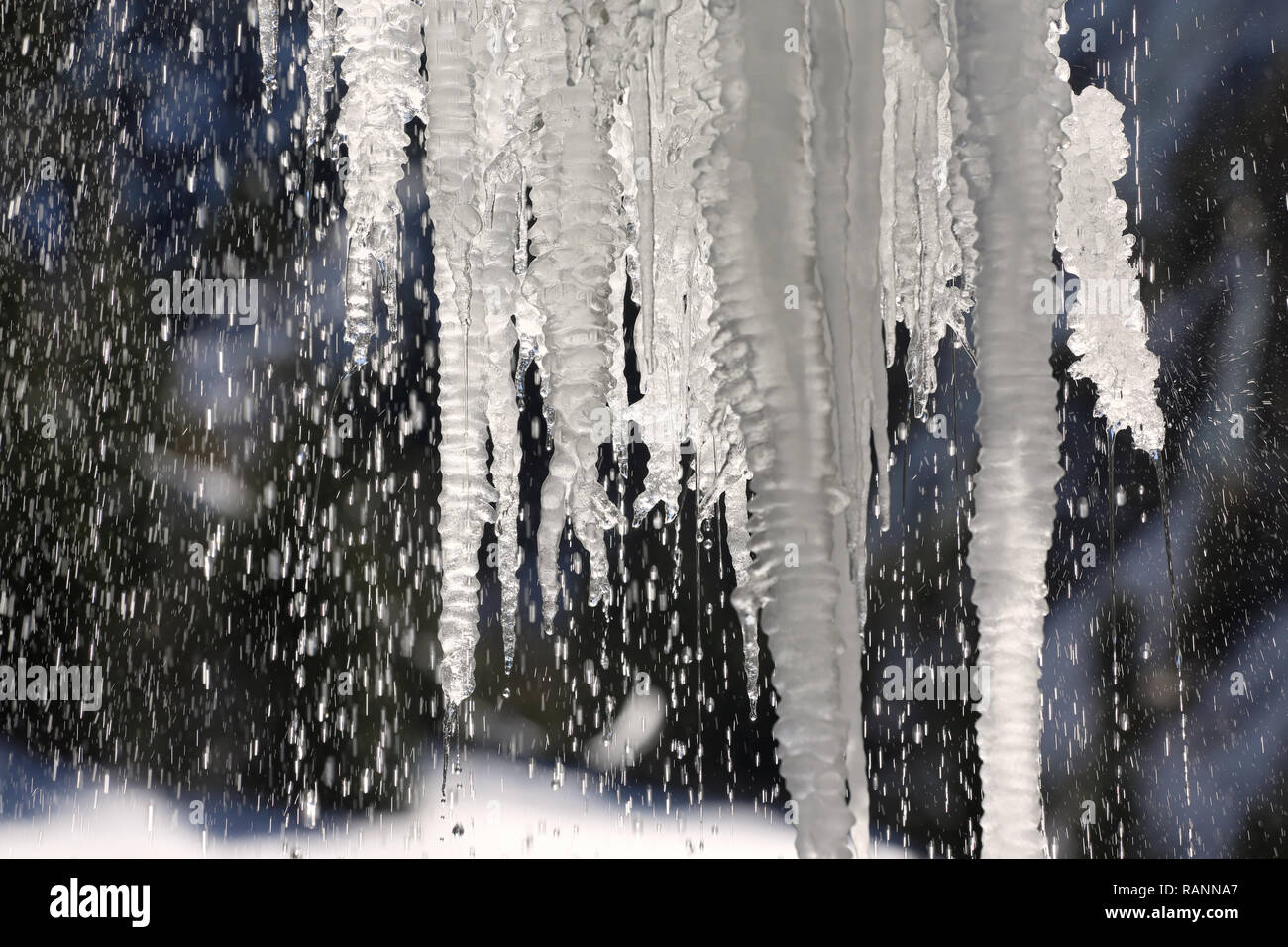 water drops falling from thawing icicle Stock Photo - Alamy