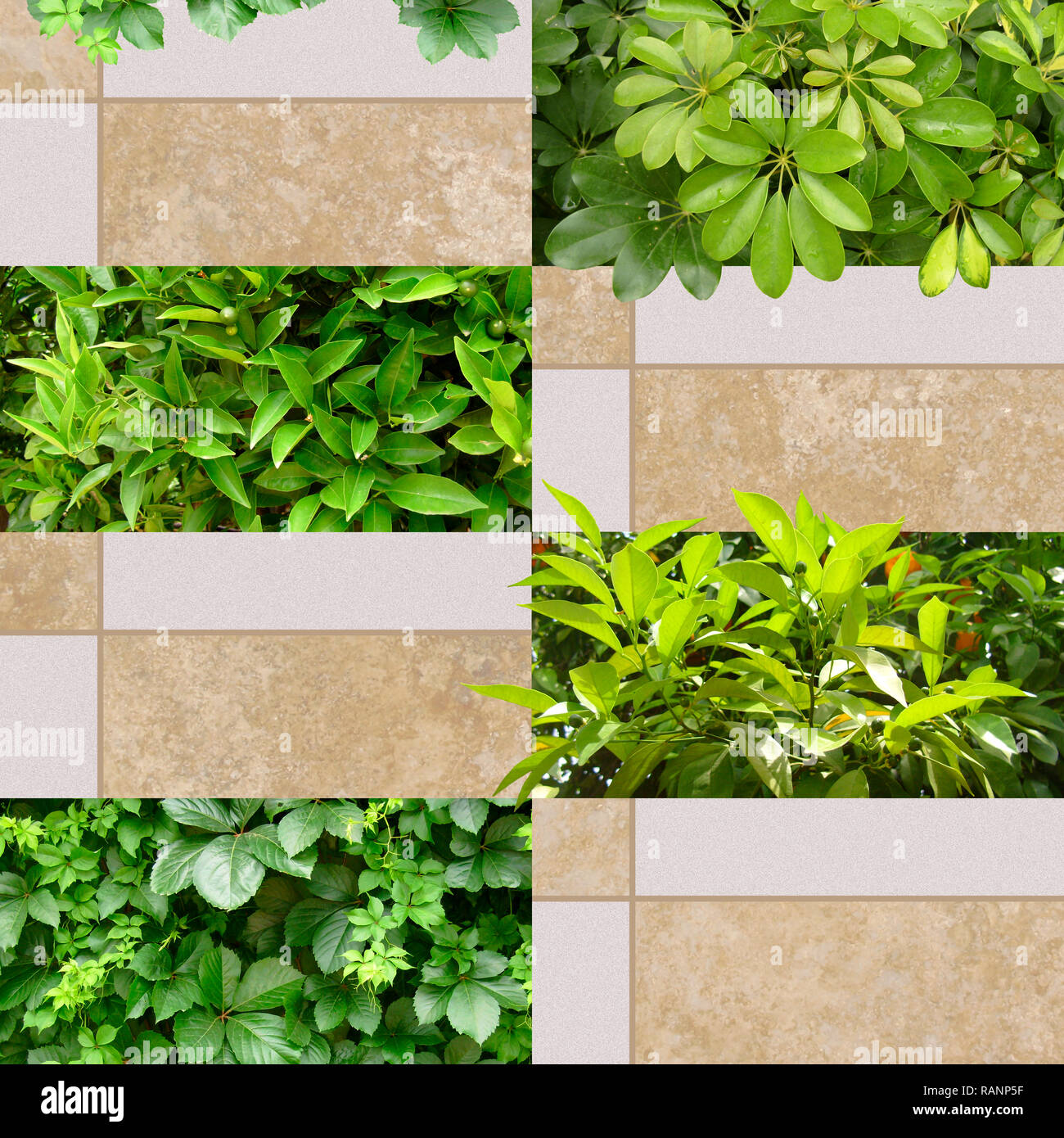 Plants texture seamless hi-res stock photography and images - Alamy