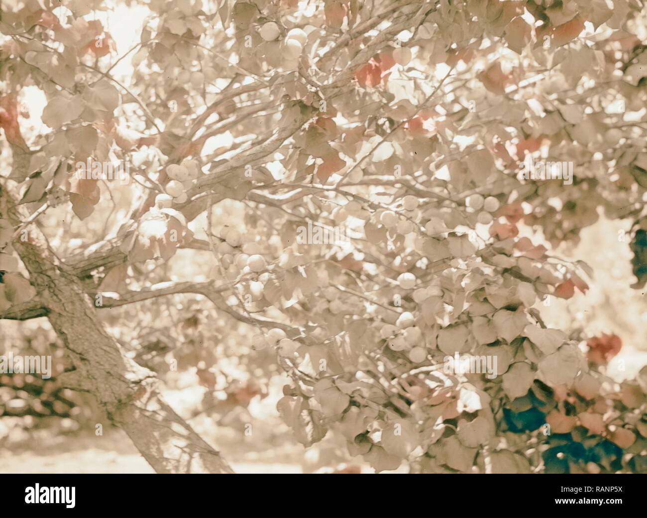 Fig tree, sycamore tree, close up. 1934, Middle East, Israel and/or ...