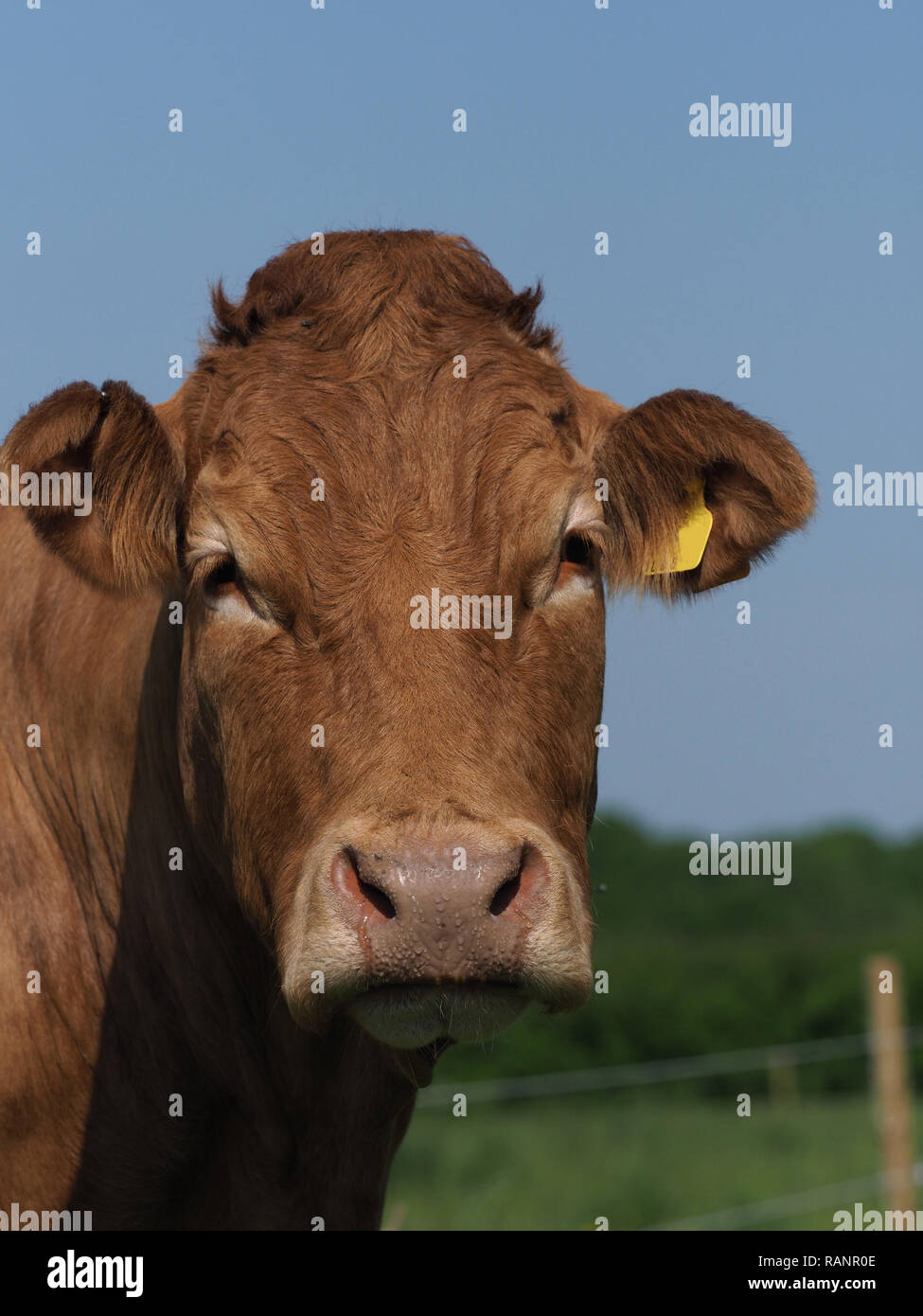 A single cow stands in a summer pasture Stock Photo - Alamy