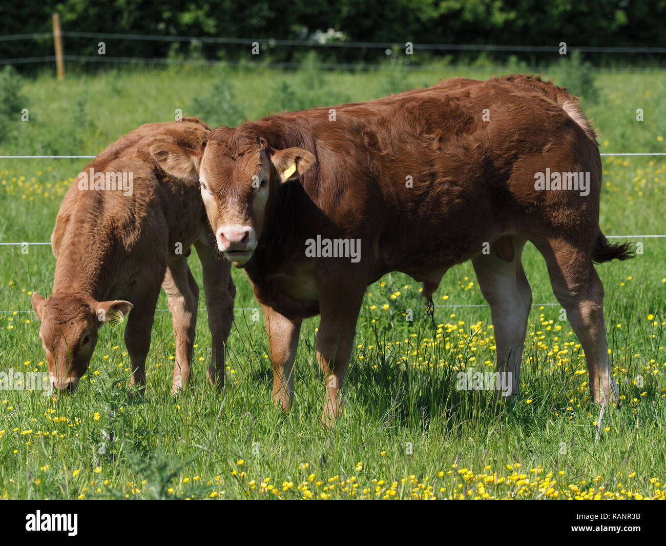 A pair of young cows stand in a summer pasture Stock Photo - Alamy