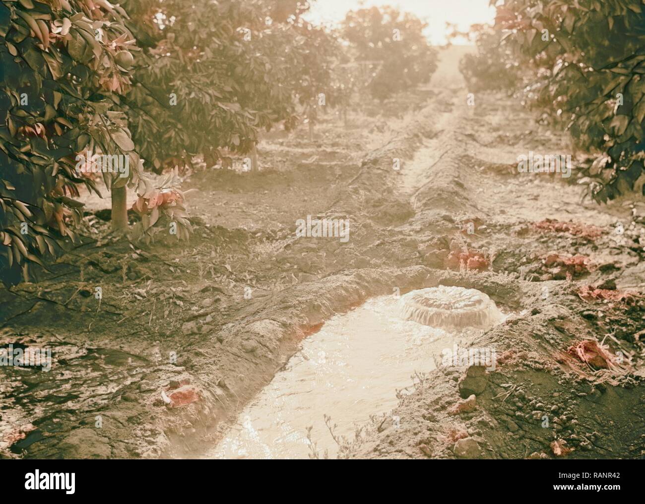 Orange culture at Richon-le-Zion, Modern method of irrigation in orange ...