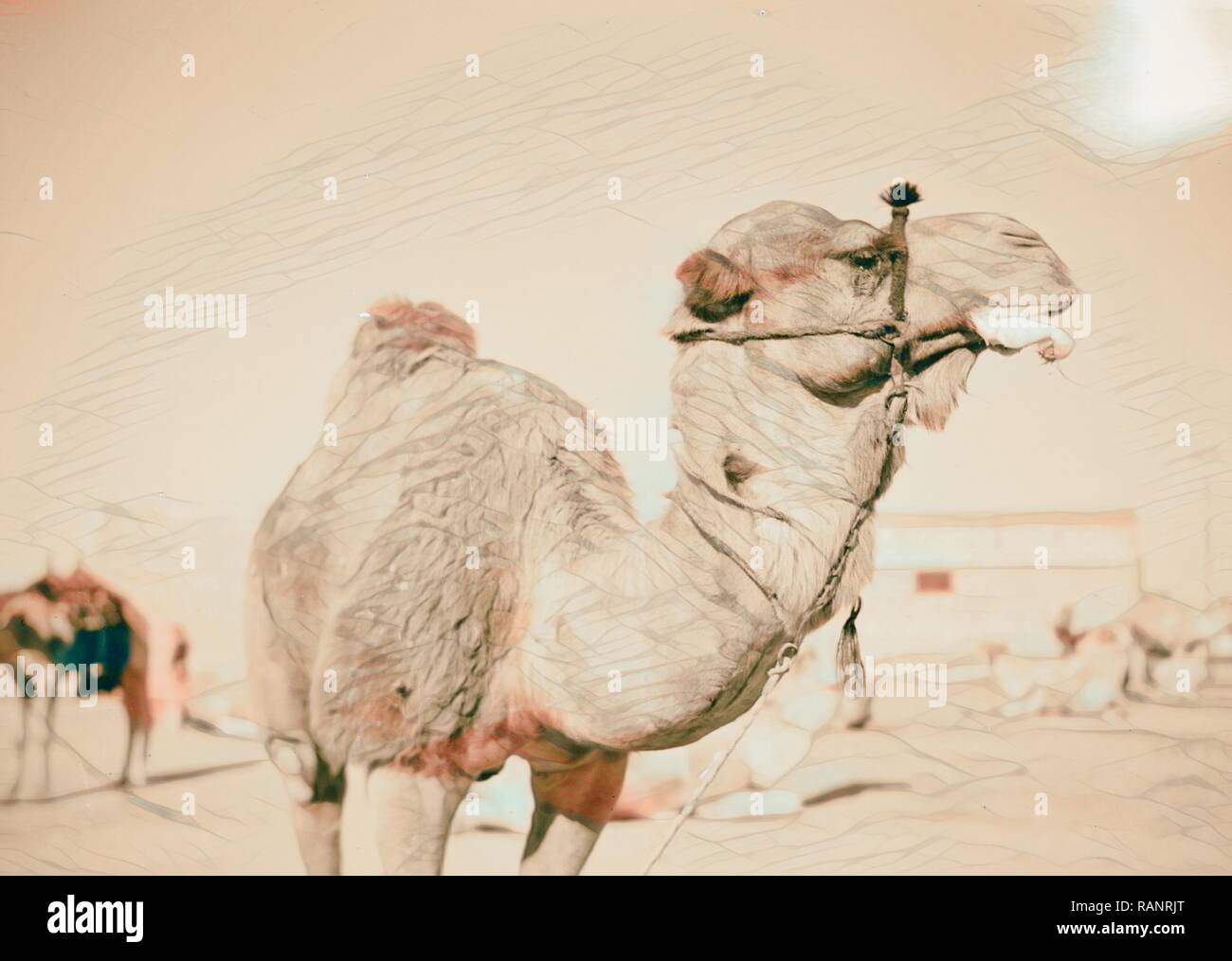 Beersheba, camel head, close up. 1940, Israel, Beersheba. Reimagined by ...