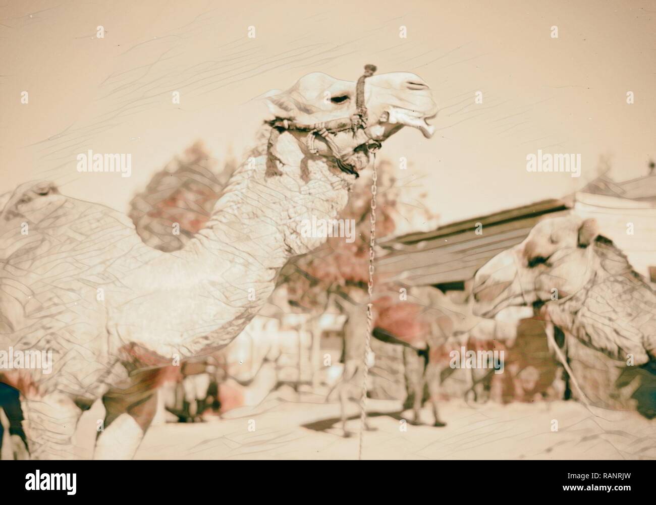 Beersheba, camel head, close up. 1940, Israel, Beersheba. Reimagined by ...