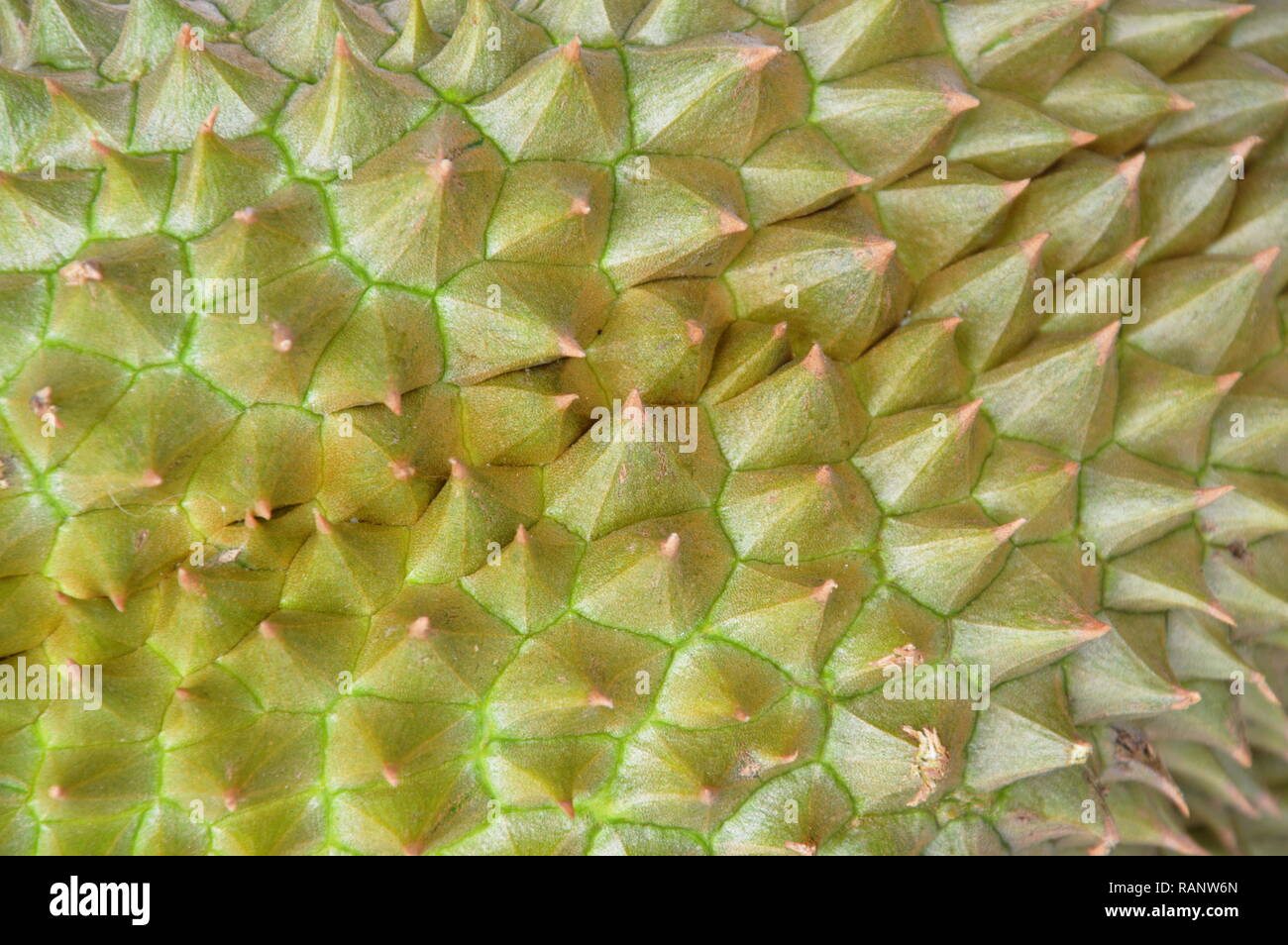 durian thorn texture and background Stock Photo - Alamy