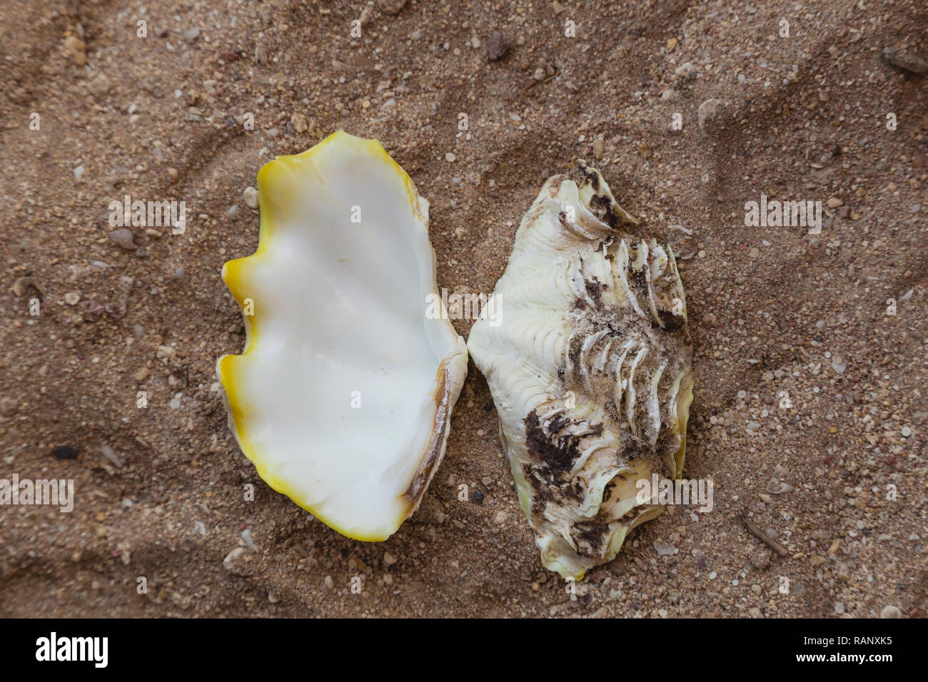 Closeup top view of seashell isolated on sandy surface of tropical ...