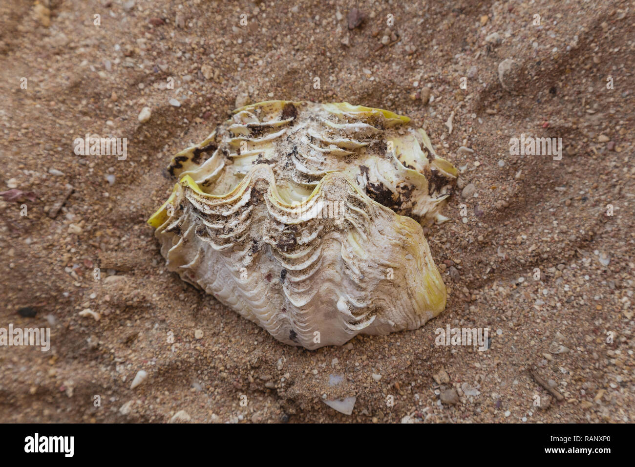Closeup top view of seashell isolated on sandy surface of tropical ...