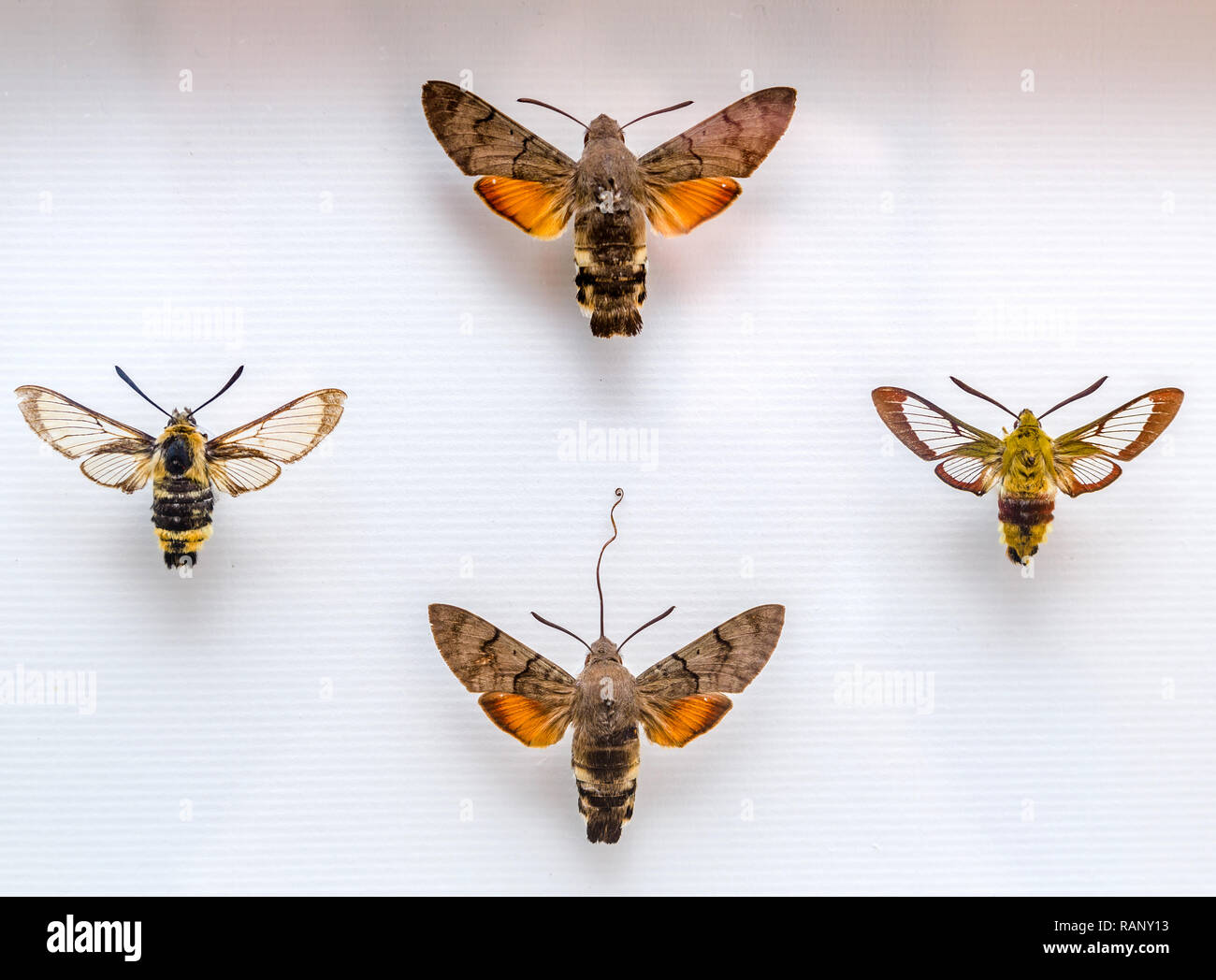 Dried insect in the museum, closeup view, isolated Stock Photo - Alamy