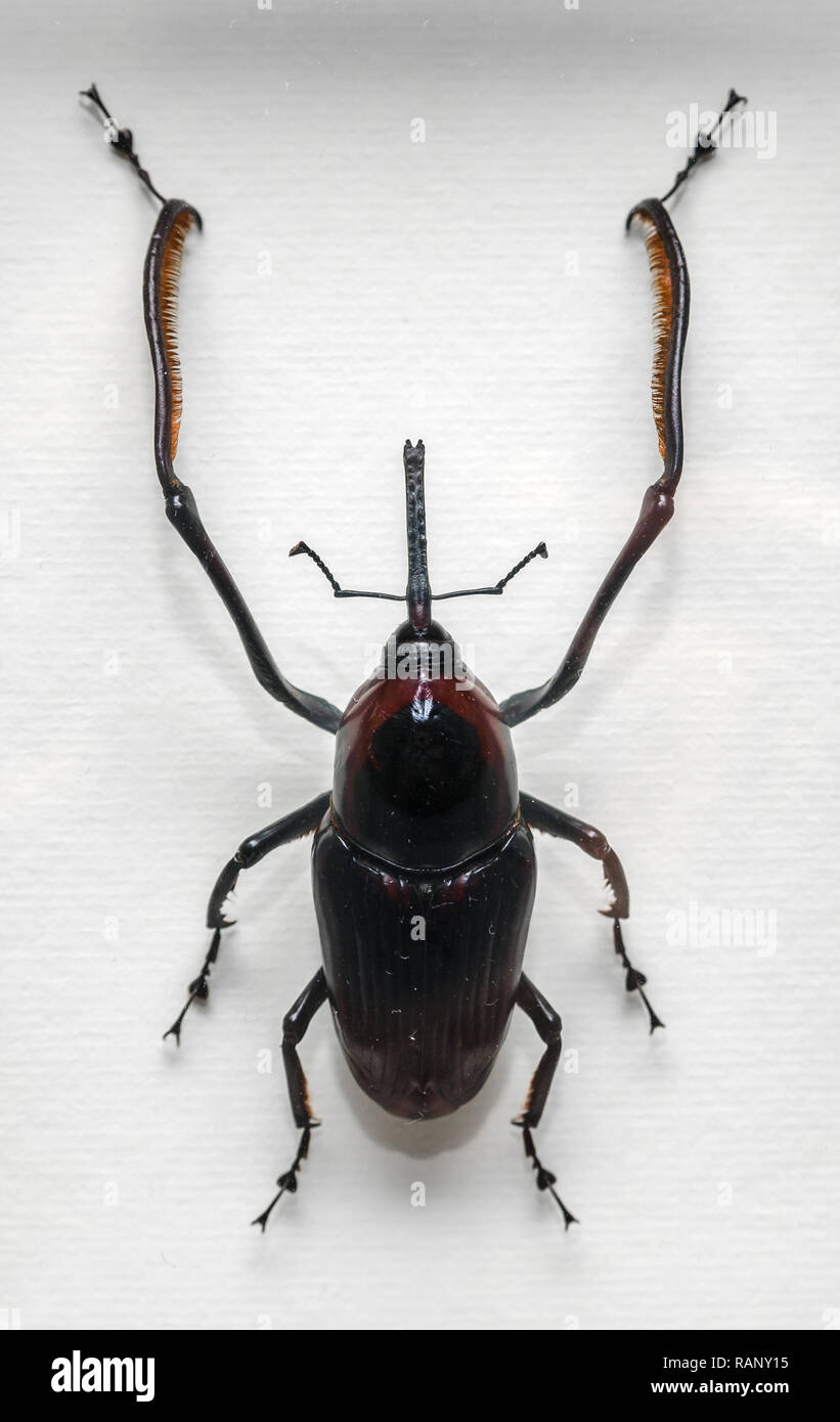 Dried insect in the museum, closeup view, isolated Stock Photo - Alamy