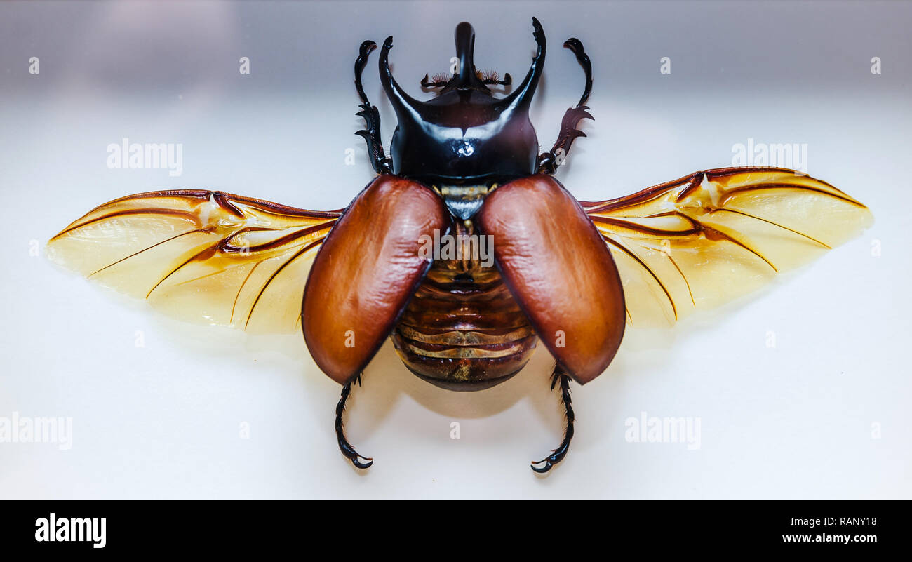Dried insect in the museum, closeup view, isolated Stock Photo - Alamy