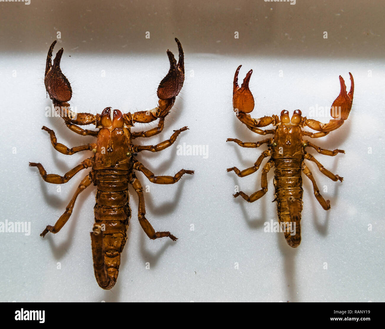 Dried insect in the museum, closeup view, isolated Stock Photo - Alamy