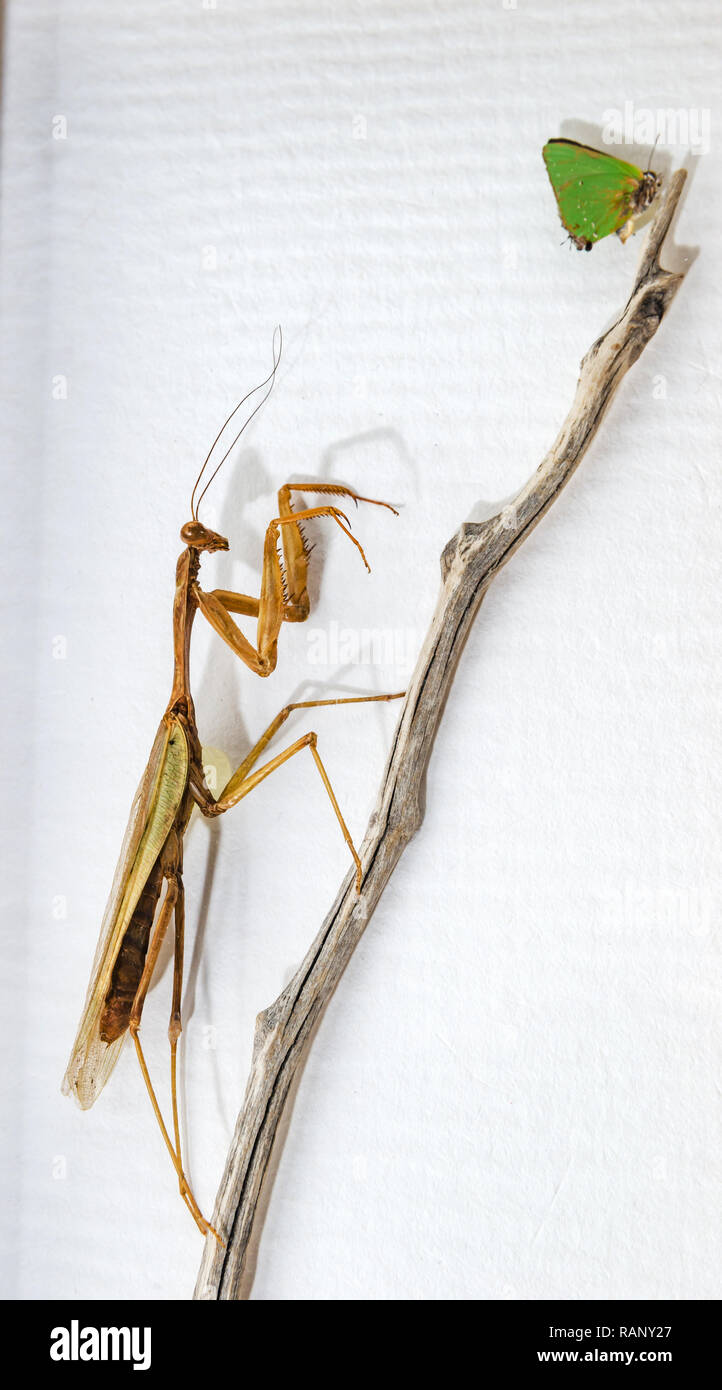 Dried insect in the museum, closeup view, isolated Stock Photo - Alamy