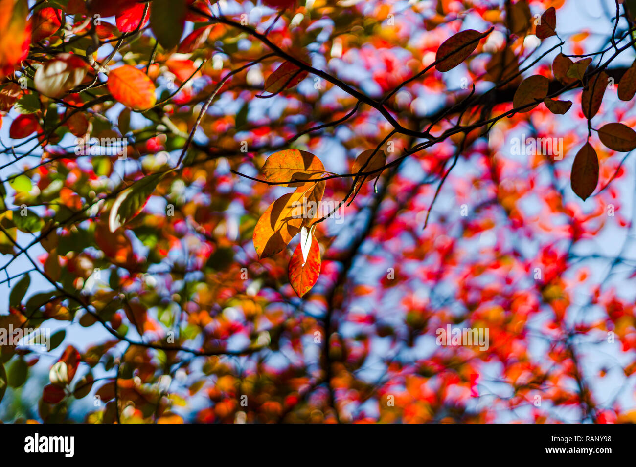 Autumn in the Strasbourg city, sunlight and colors, street view, France ...
