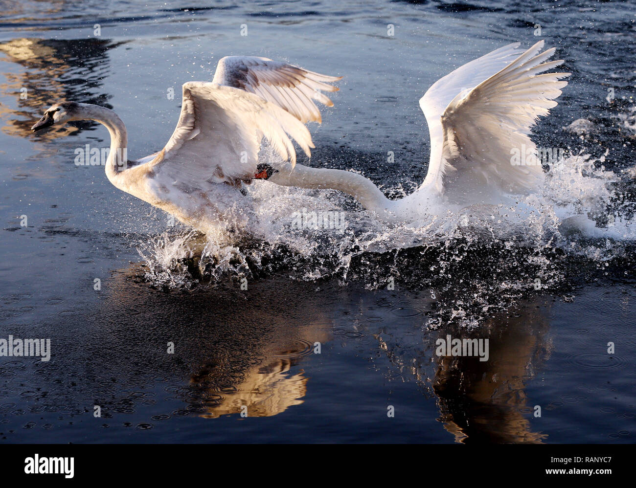 A swan attacks a cygnet in Hyde Park's Serpentine Stock Photo - Alamy