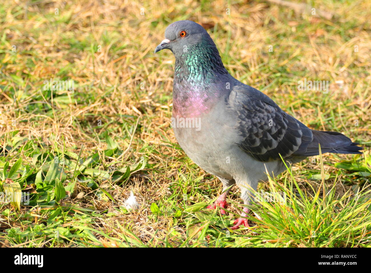 Pigeon in nature Stock Photo - Alamy