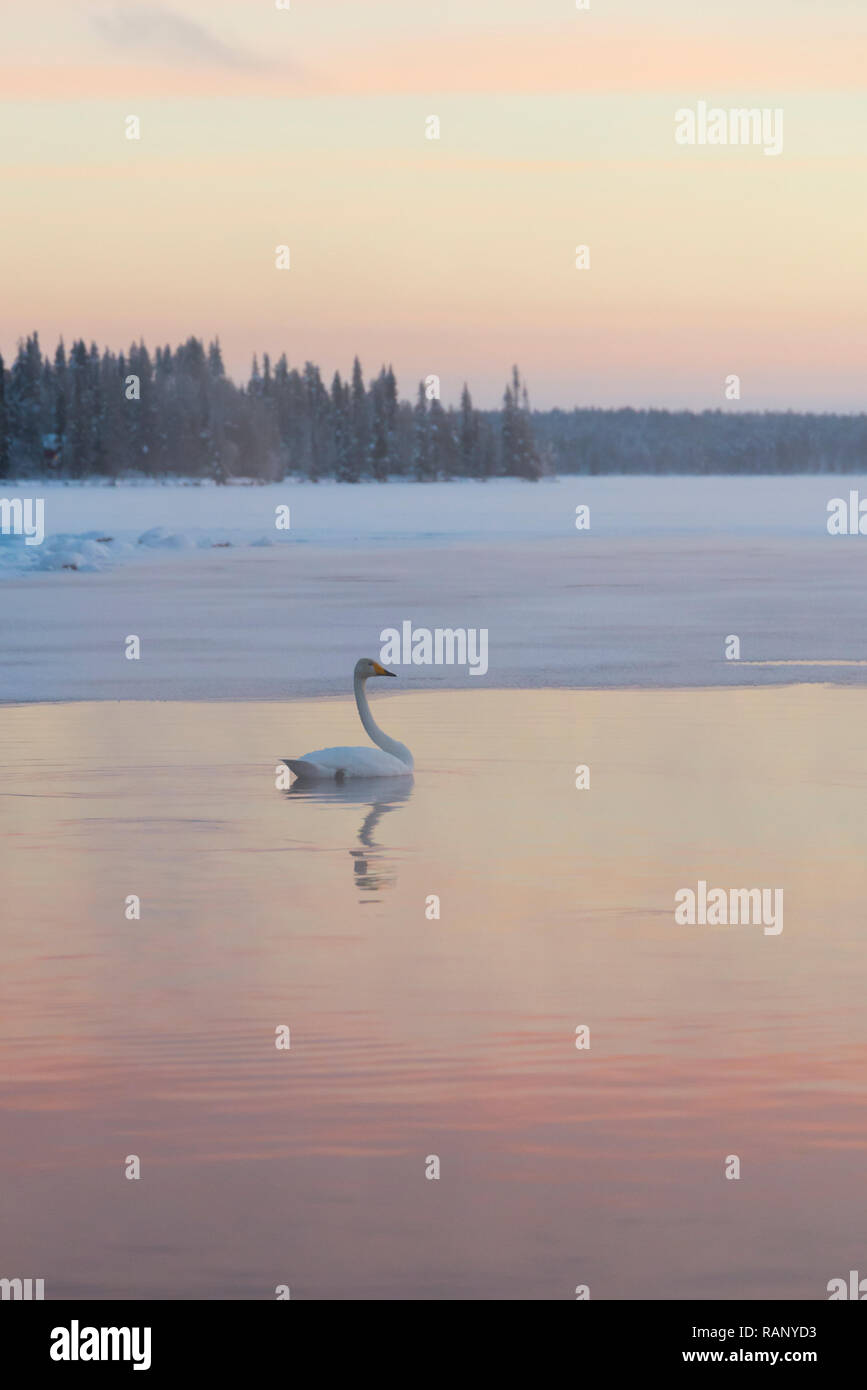 Swan of finland hi-res stock photography and images - Alamy