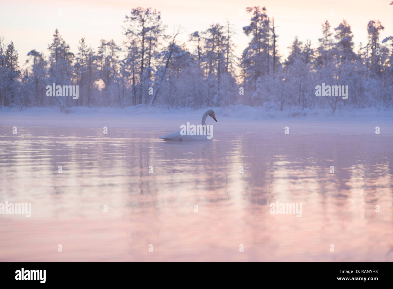 Swans in winter, Muonio, Lapland, Finland Stock Photo - Alamy