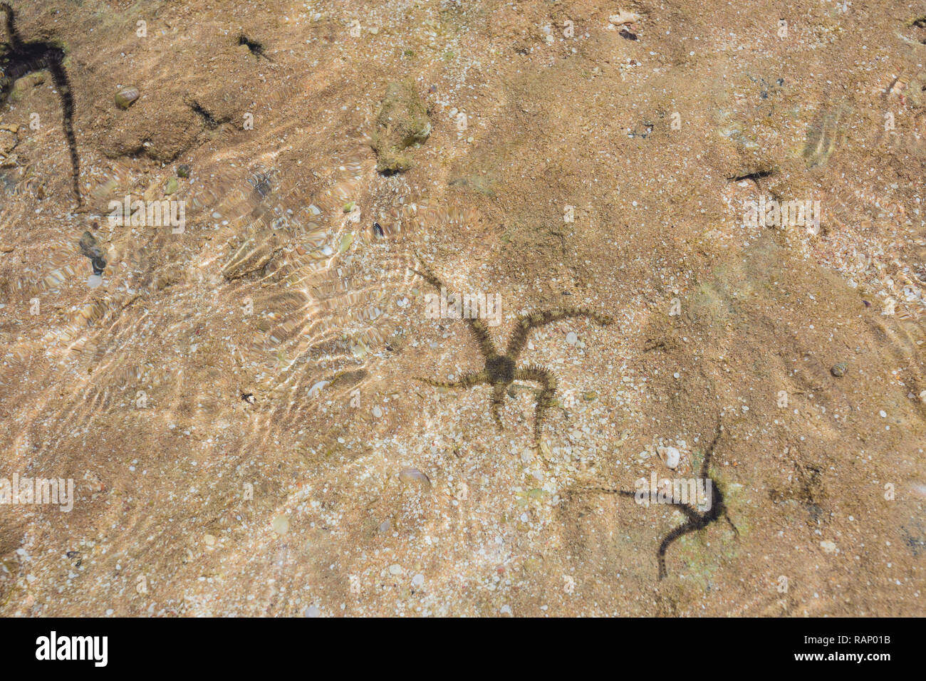 Closeup top view of many alive marine creatures hiding in sandy ground ...