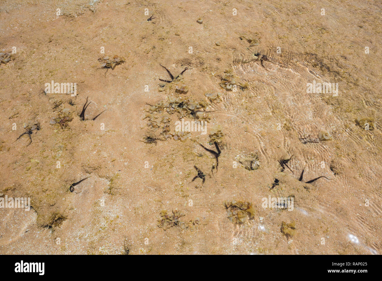 Closeup top view of many alive marine creatures hiding in sandy ground ...