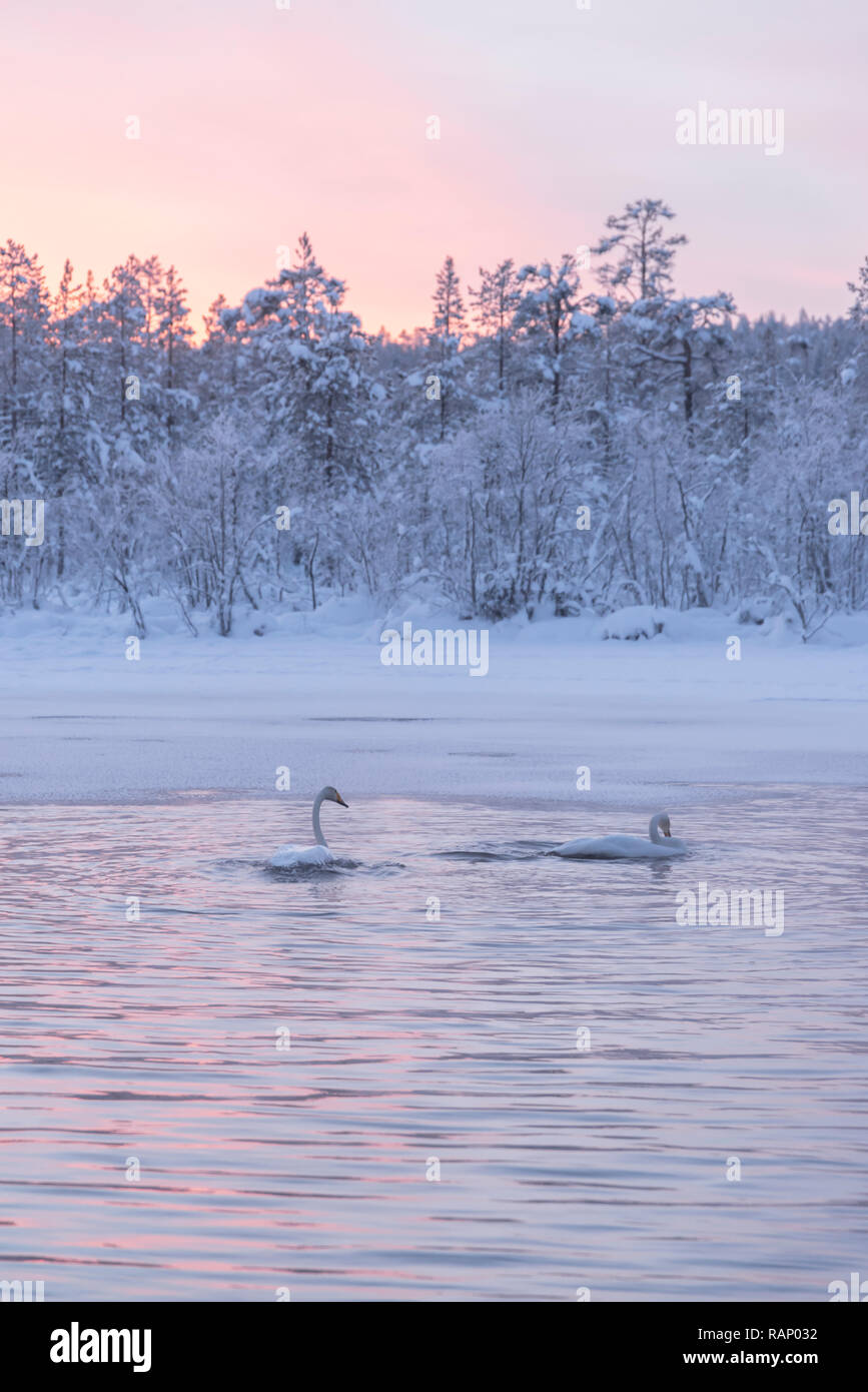 Swans in winter, Muonio, Lapland, Finland Stock Photo - Alamy
