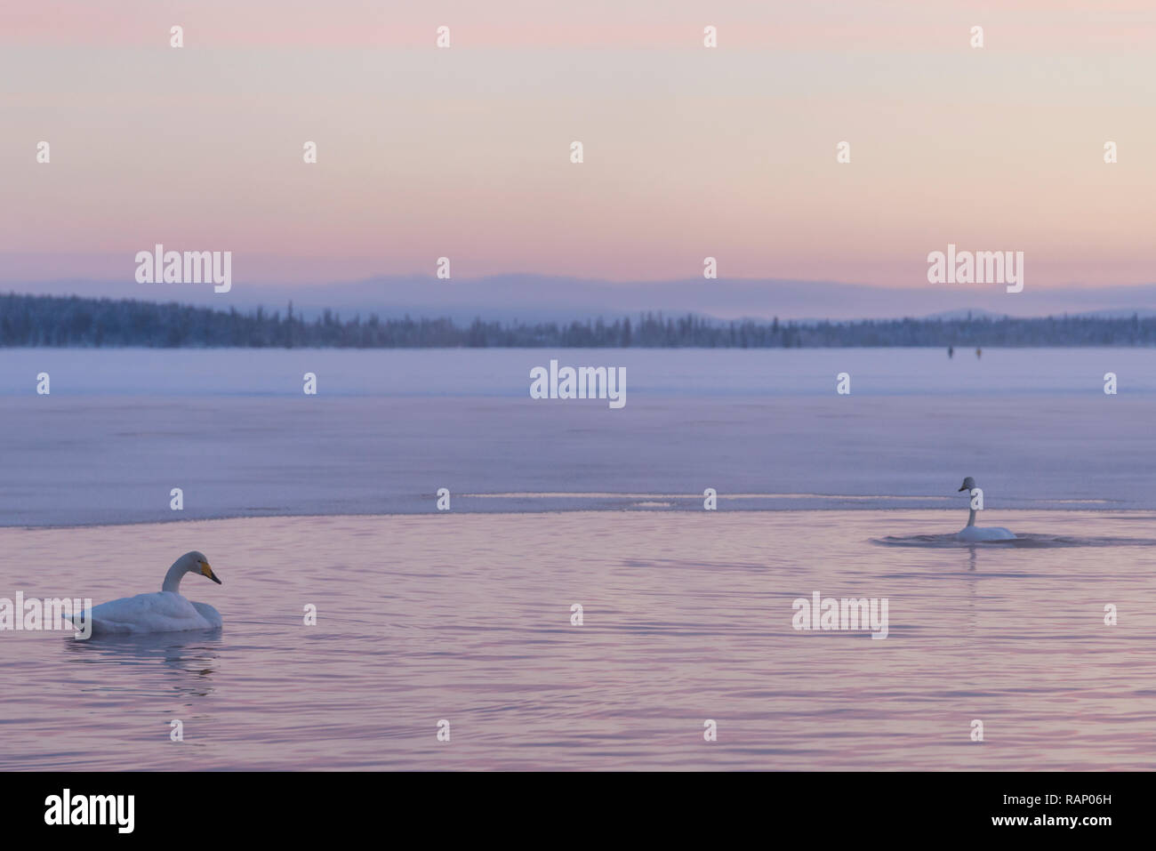 Winter swans hi-res stock photography and images - Alamy