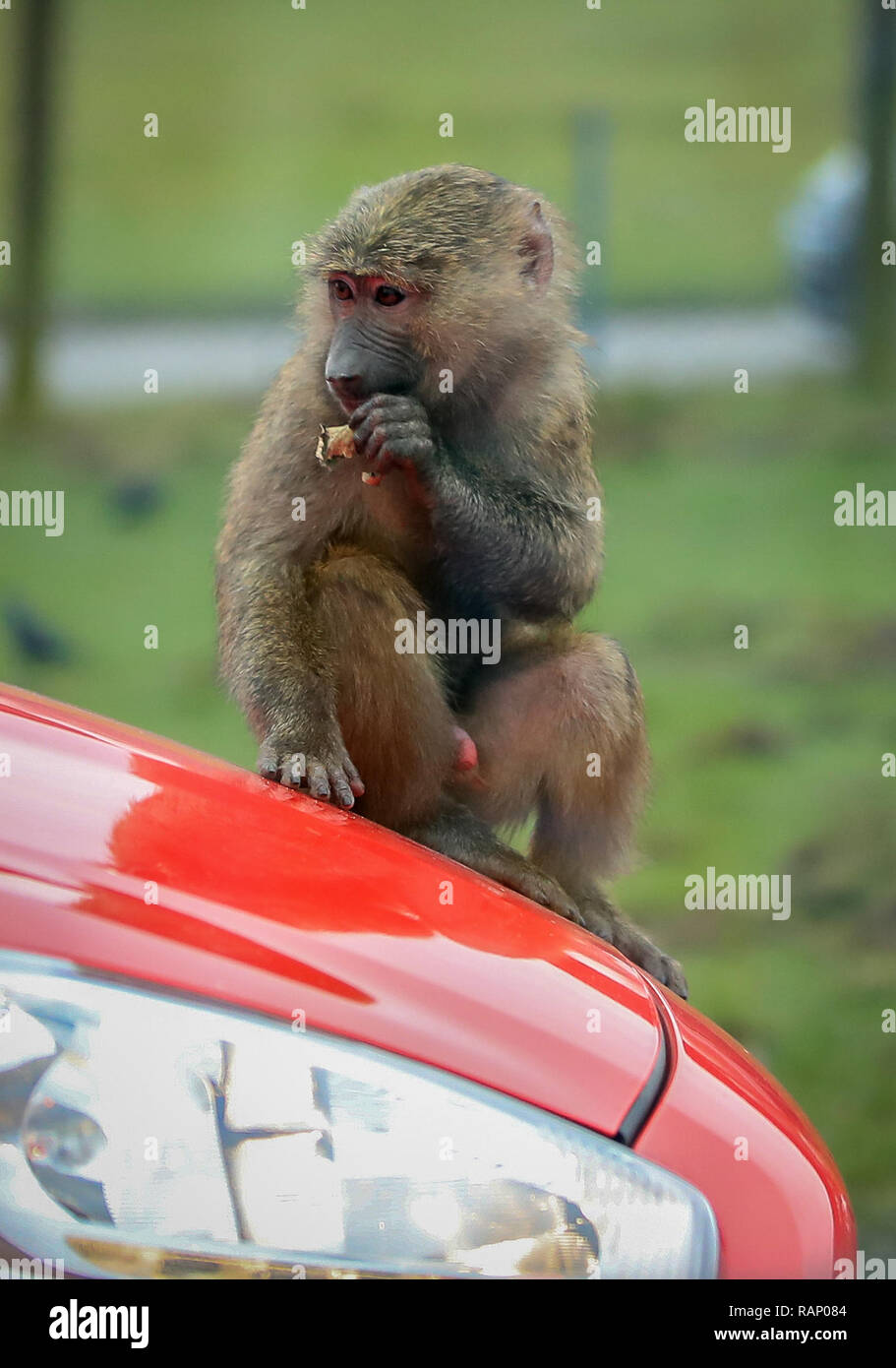 Knowsley safari park car hi-res stock photography and images - Alamy
