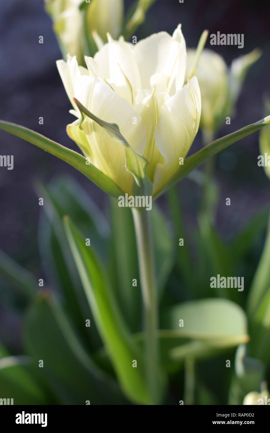 Hd photo of flower hi-res stock photography and images - Alamy