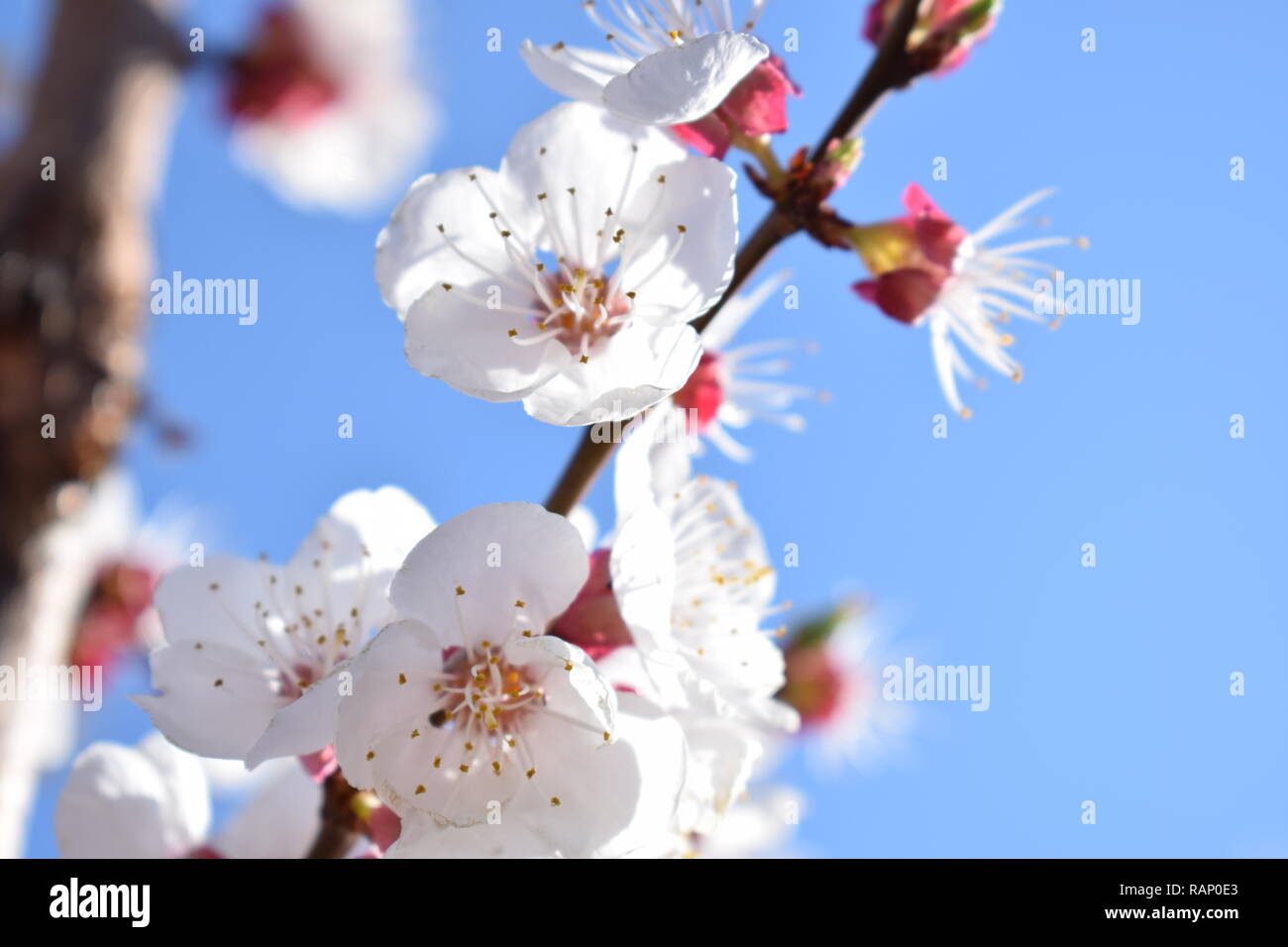 Beautiful view cherry blossom hi-res stock photography and images - Alamy