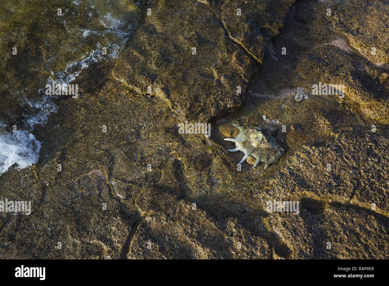 Seashell laying on beach in Egypt. Summer natural background ...