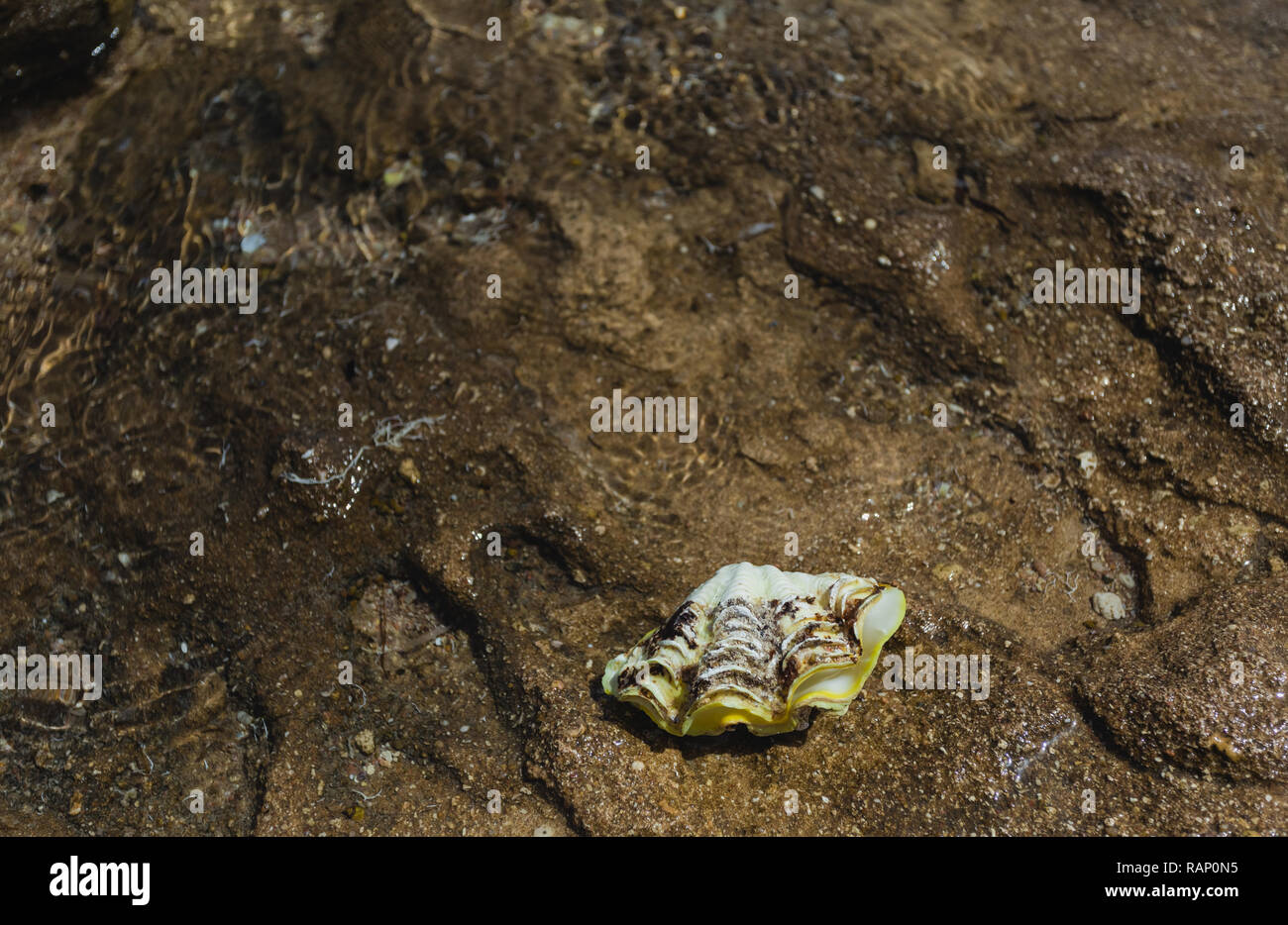 Sea shell laying on beach in Egypt. Summer natural background ...